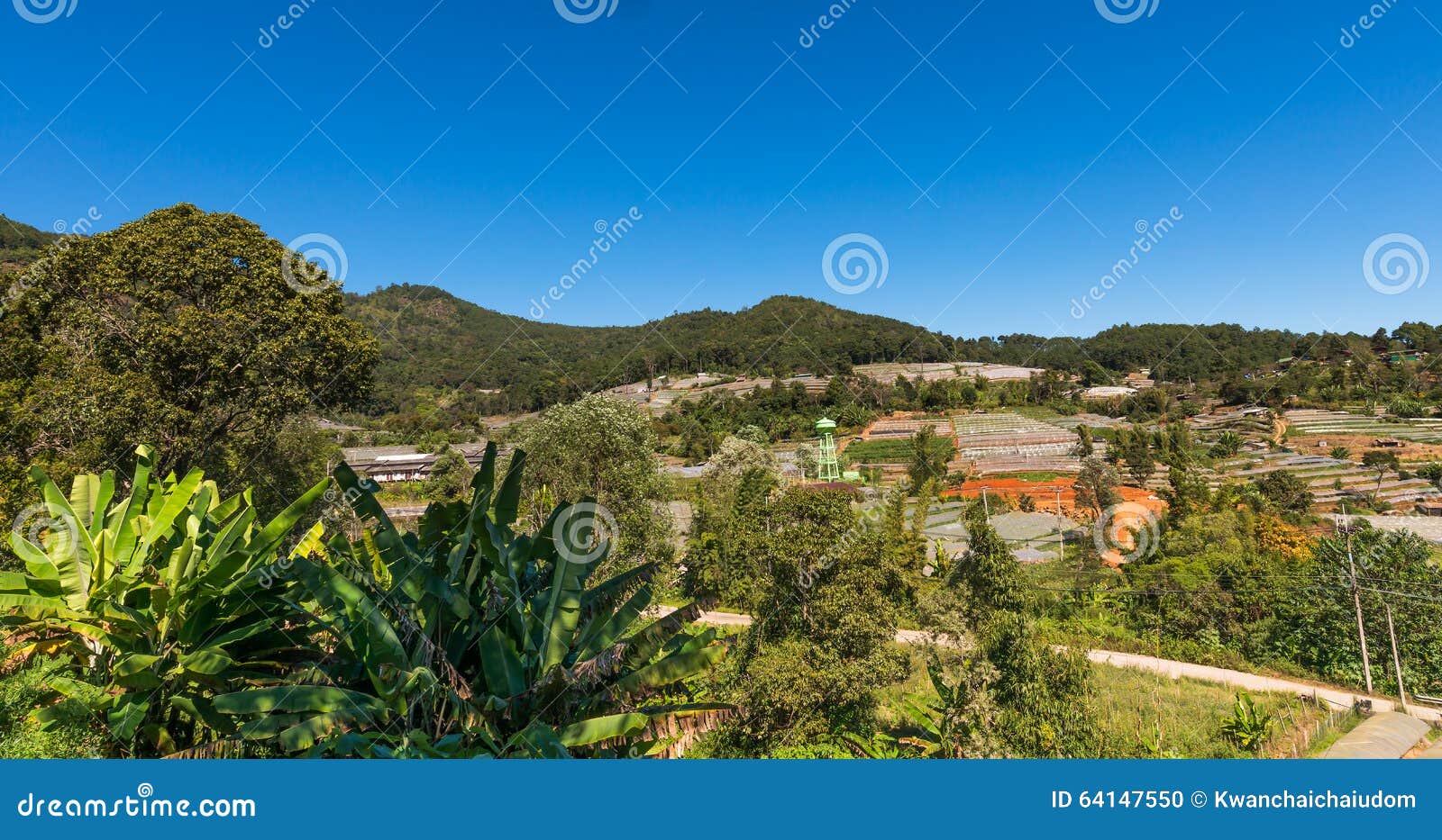 Planta De Invernadero, Proyecto Real, Doi Inthanon, Foto de archivo ...