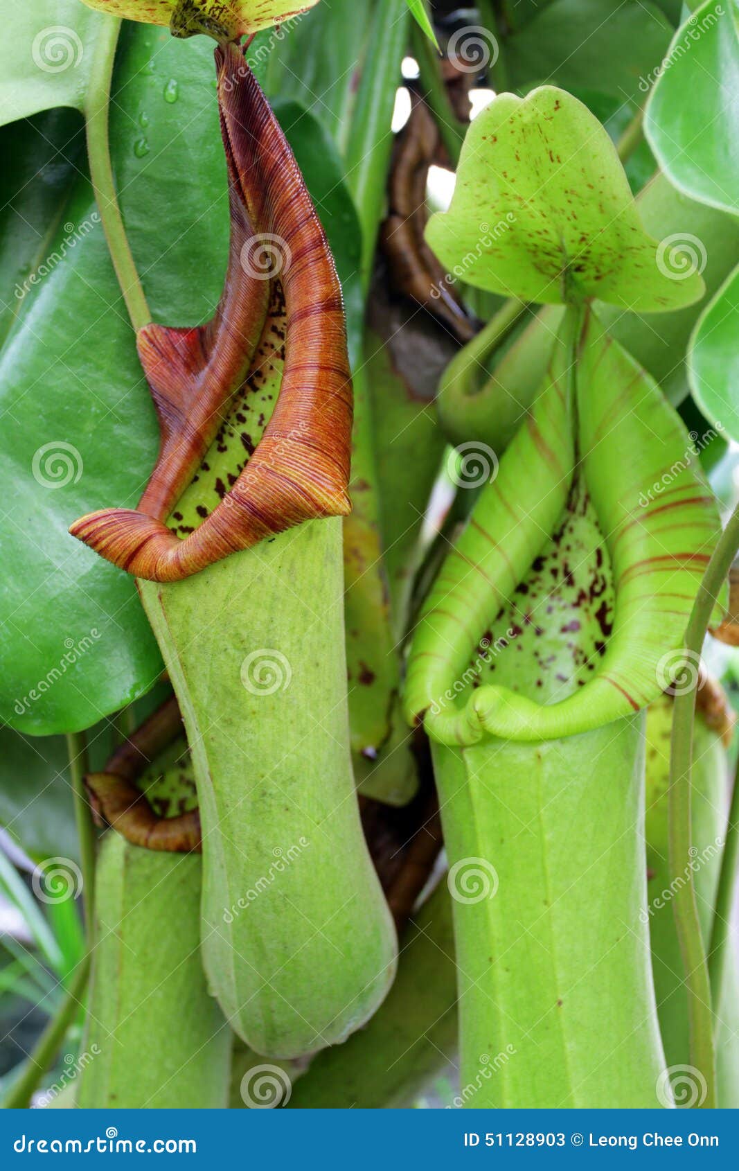 Planta de jarra imagen de archivo. Imagen de especie - 51128903