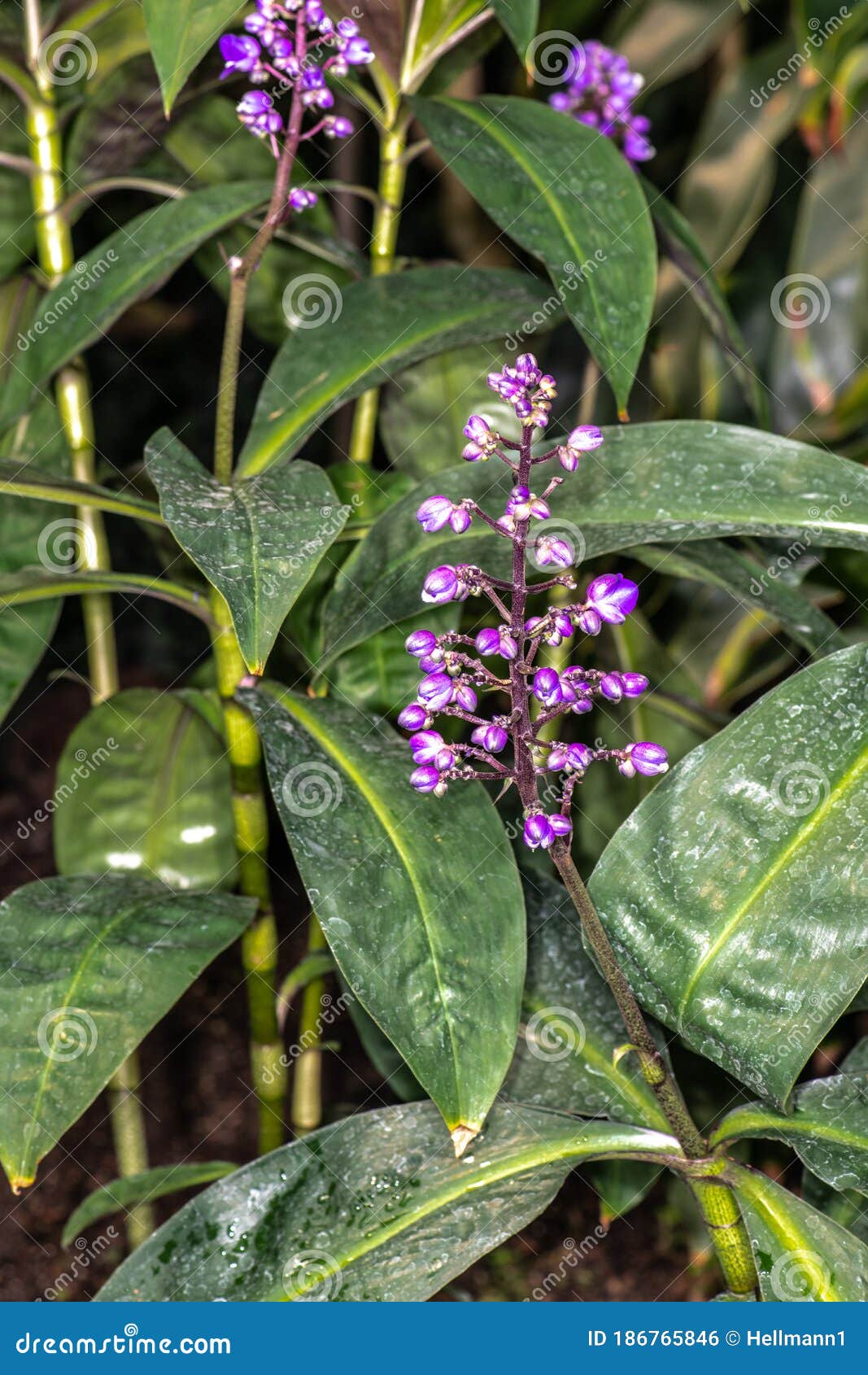 Planta de jengibre azul foto de archivo. Imagen de macro - 186765846