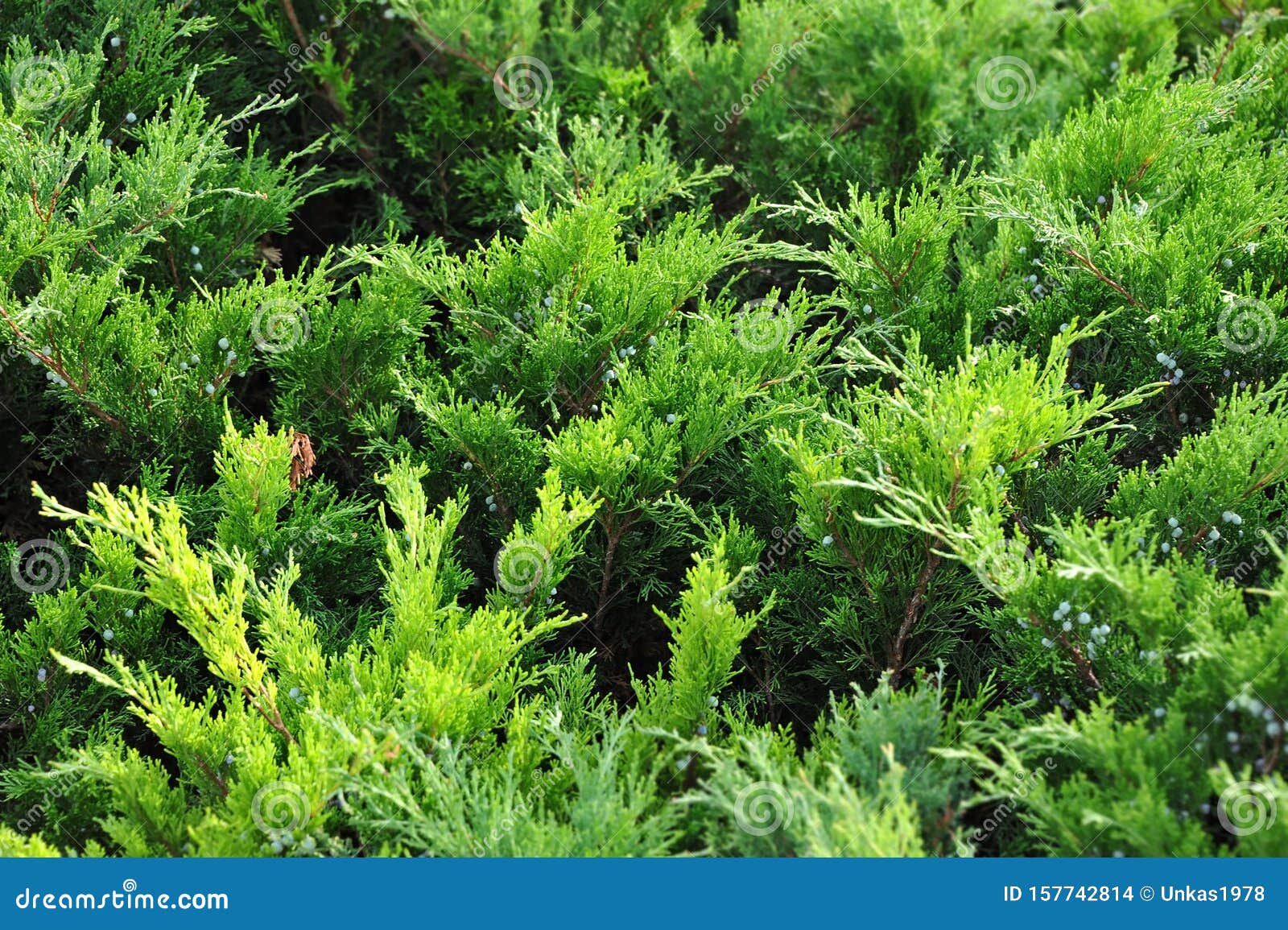 Planta De Juniper Con Fruta Foto de archivo - Imagen de cedro, fruta ...