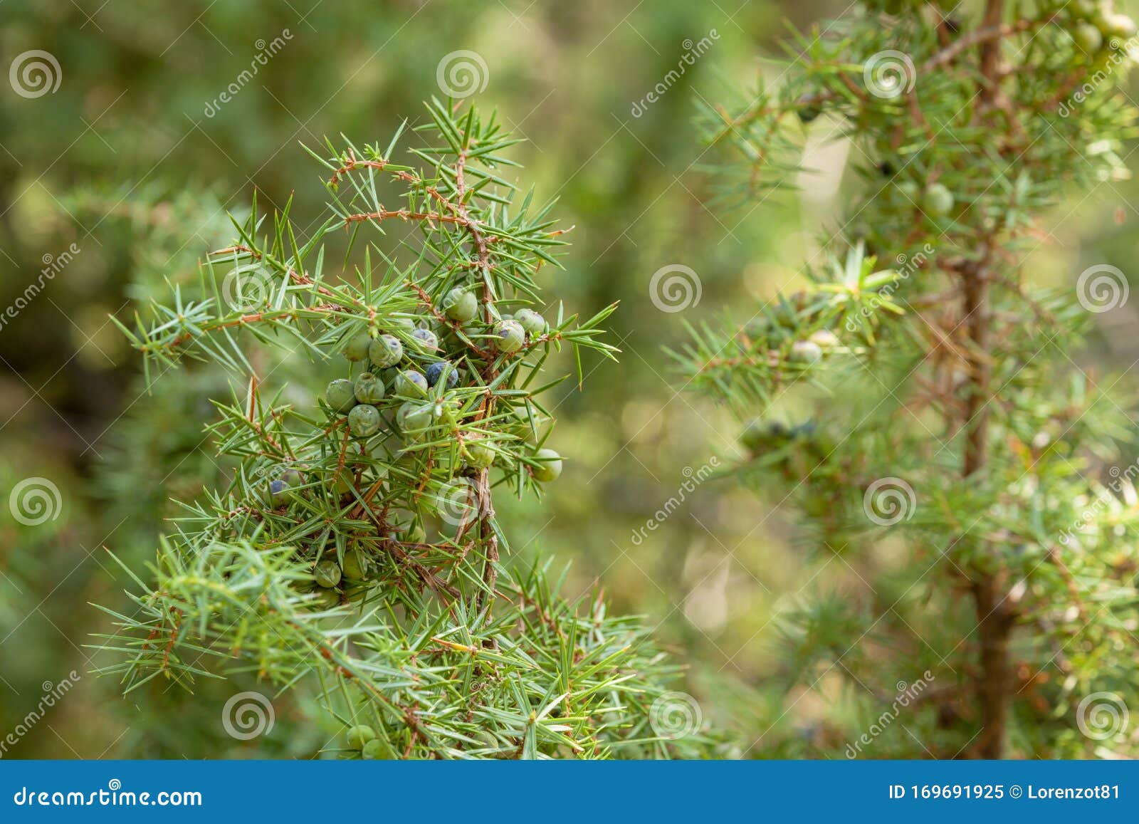 Planta De Juniper Verde En La Primera Temporada Imagen de archivo ...