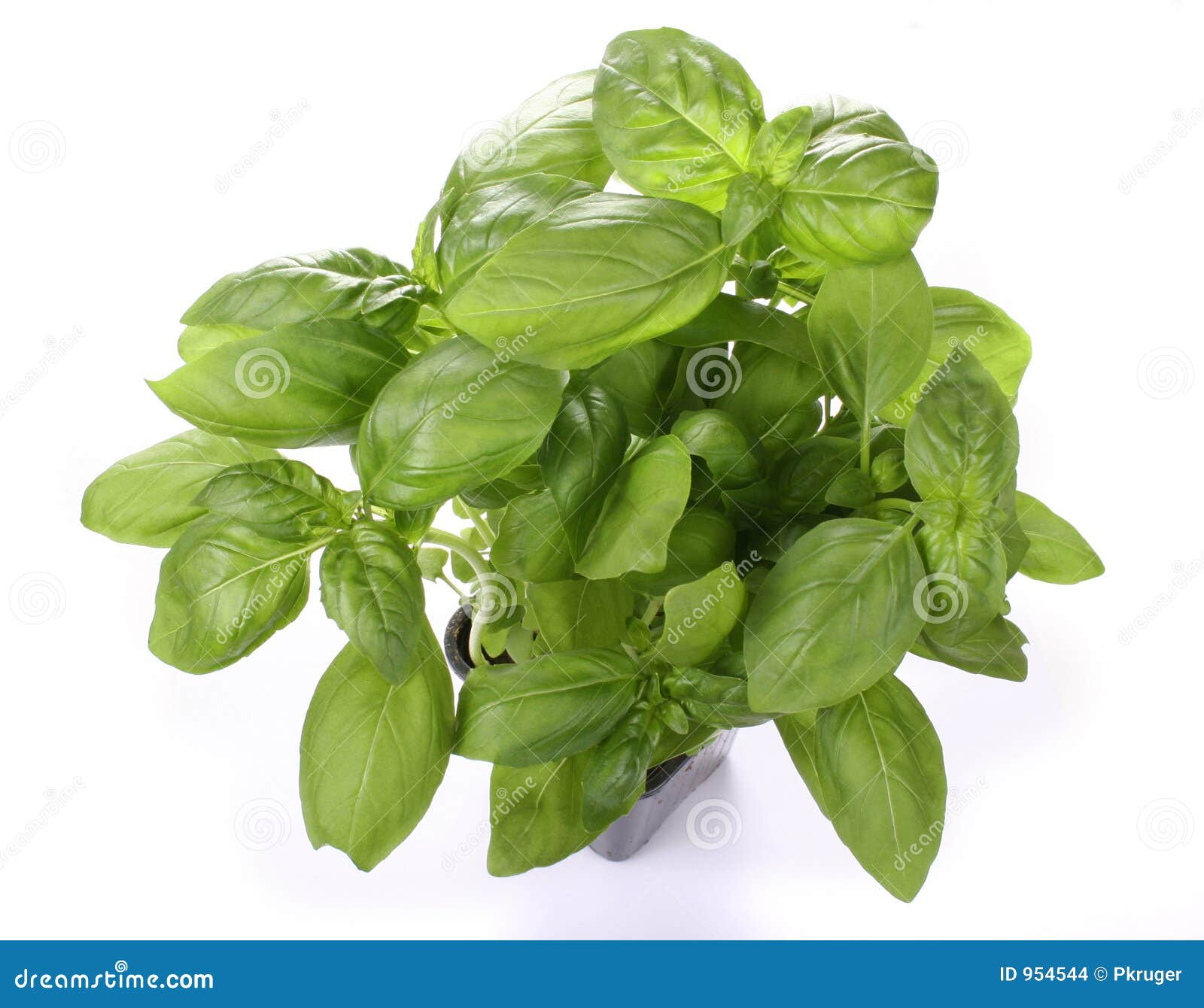 Planta de la albahaca foto de archivo. Imagen de hierba - 954544