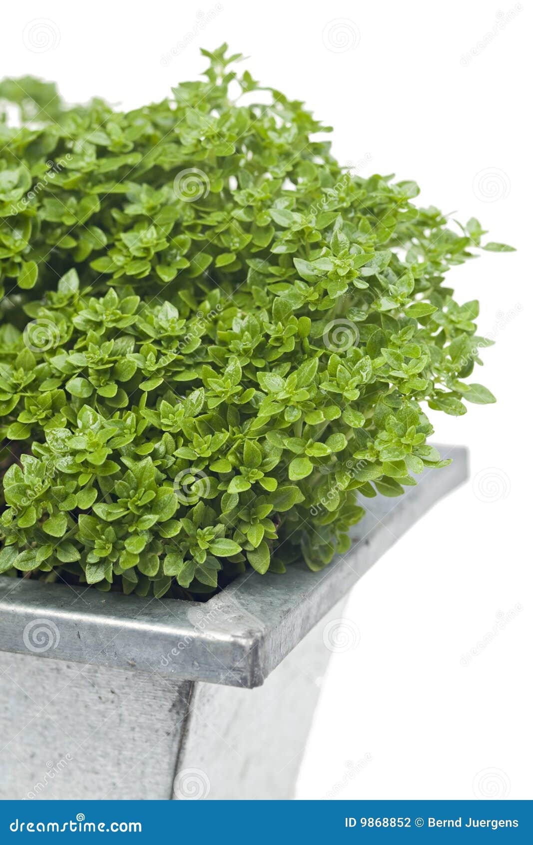 Planta de la albahaca foto de archivo. Imagen de maduro - 9868852