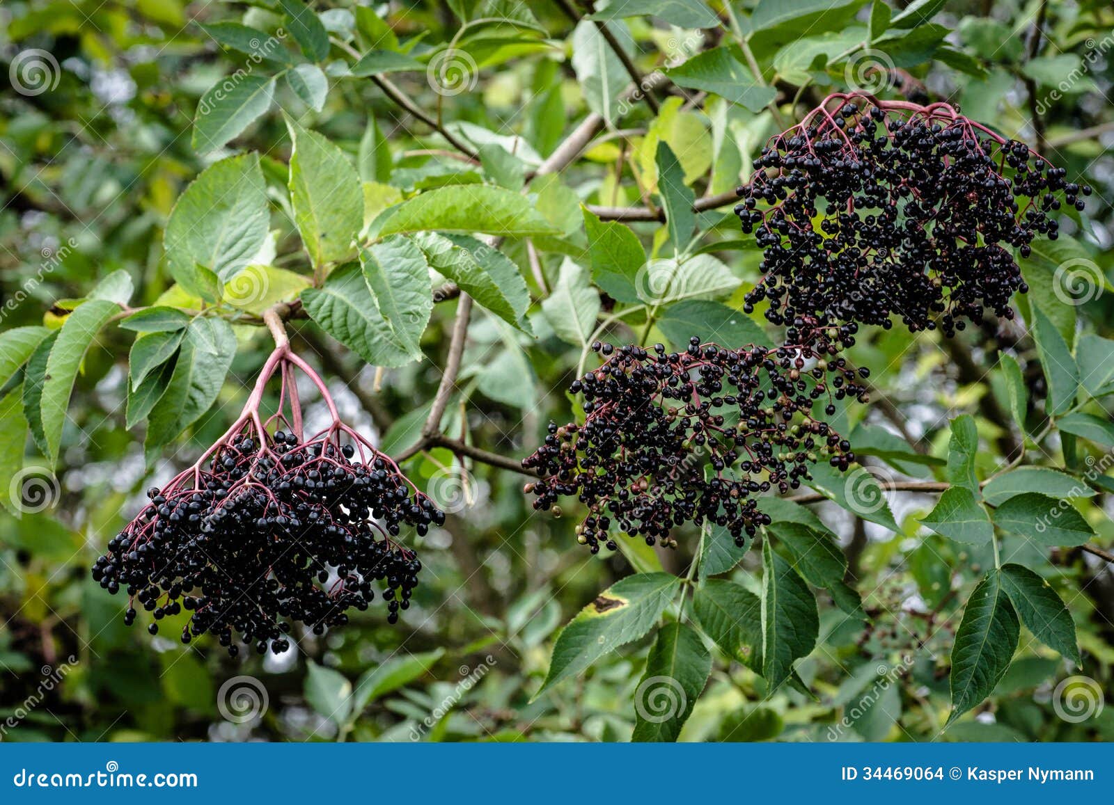 Planta De La Baya Del Saúco Foto de archivo - Imagen de arbusto, verano ...