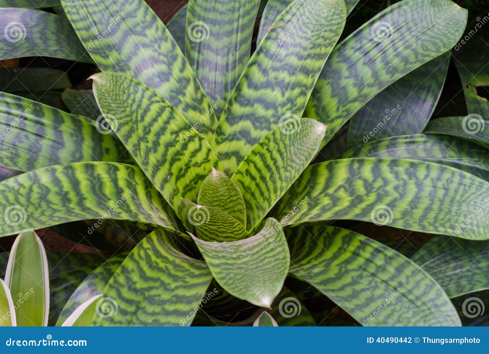 Planta De La Bromelia En Casa Verde Fotos de stock - Fotos libres de ...