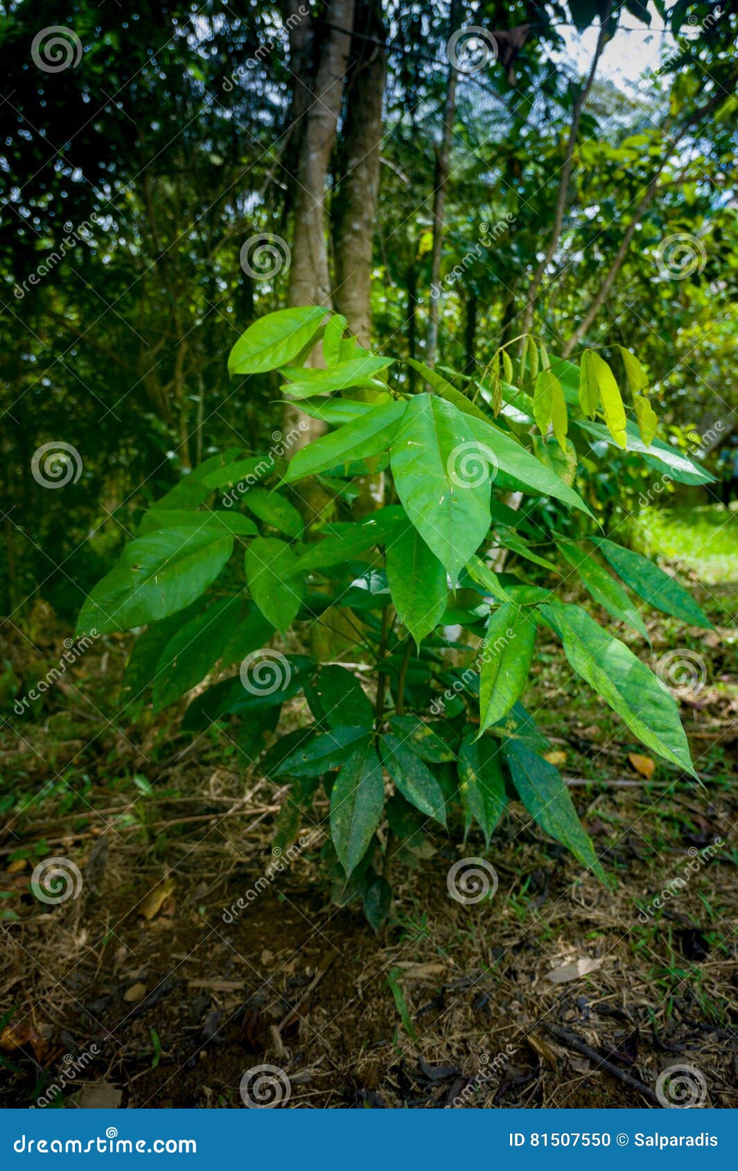 Planta de la coca foto de archivo. Imagen de medicina - 81507550