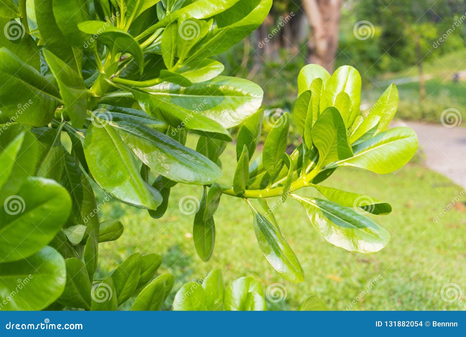 Planta De La Col De La Playa Foto de archivo - Imagen de famoso, flor ...