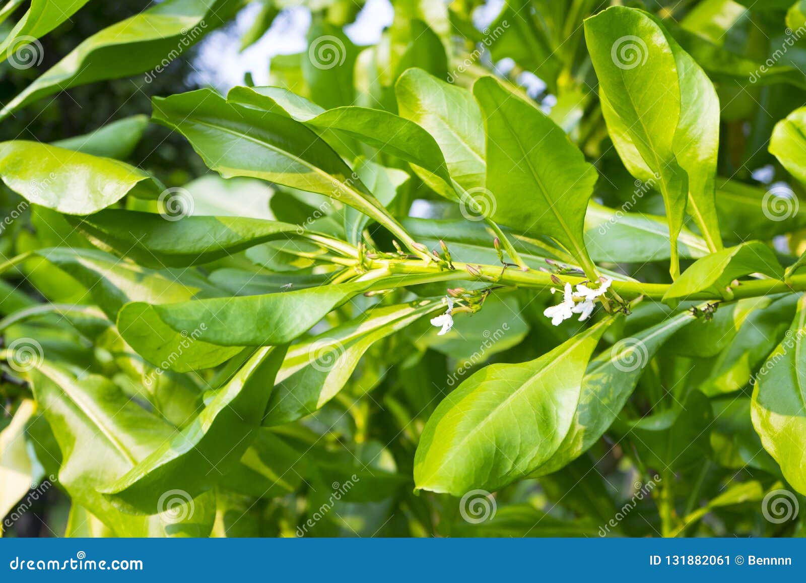 Planta De La Col De La Playa Imagen de archivo - Imagen de también ...