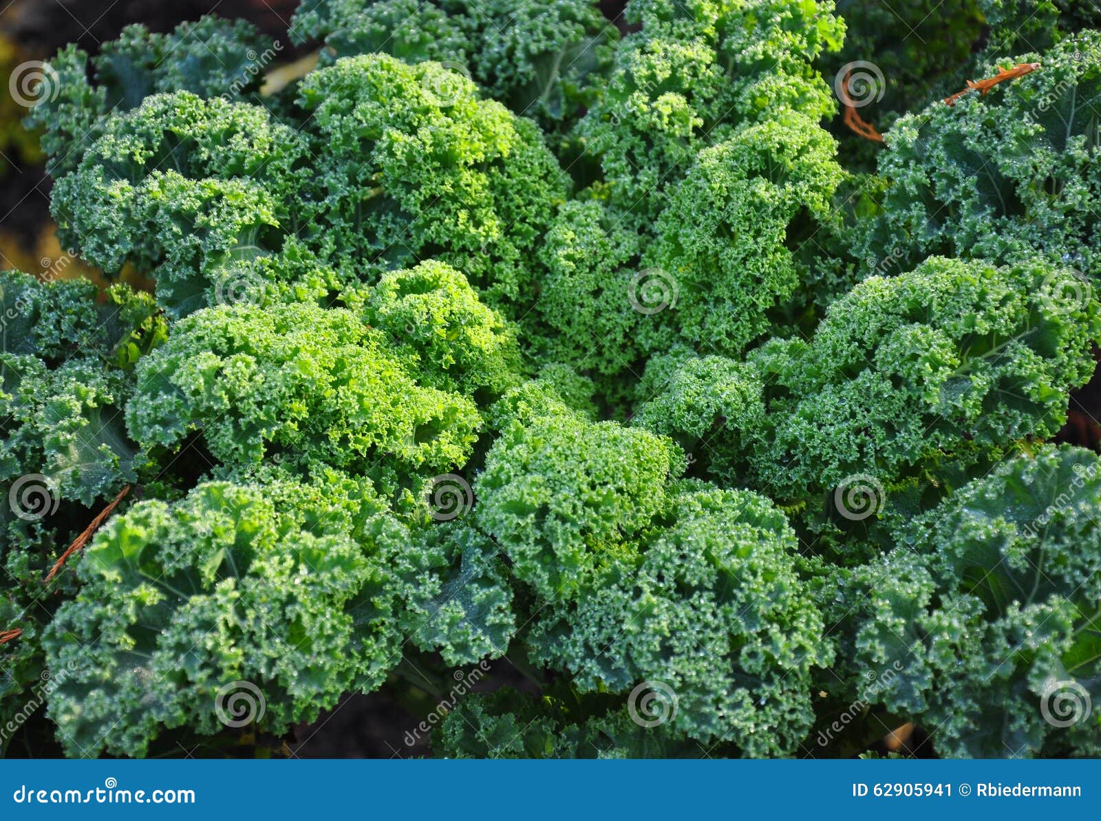 Planta de la col rizada imagen de archivo. Imagen de planta - 62905941