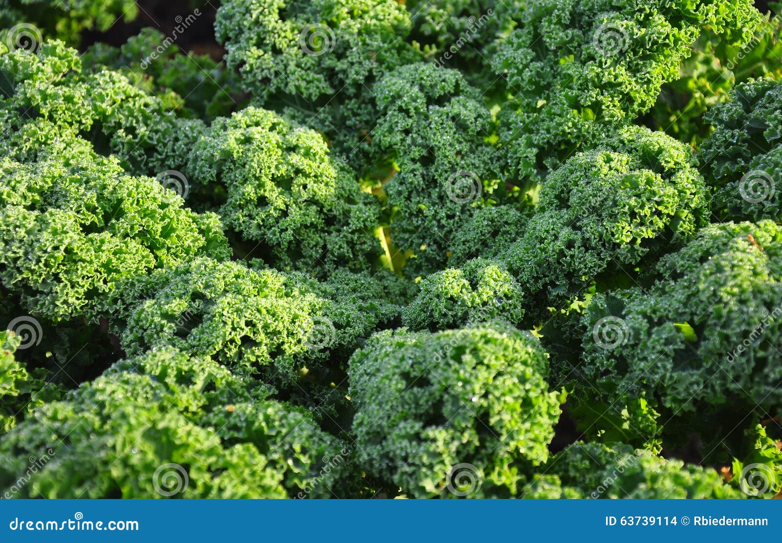 Planta de la col rizada foto de archivo. Imagen de hoja - 63739114