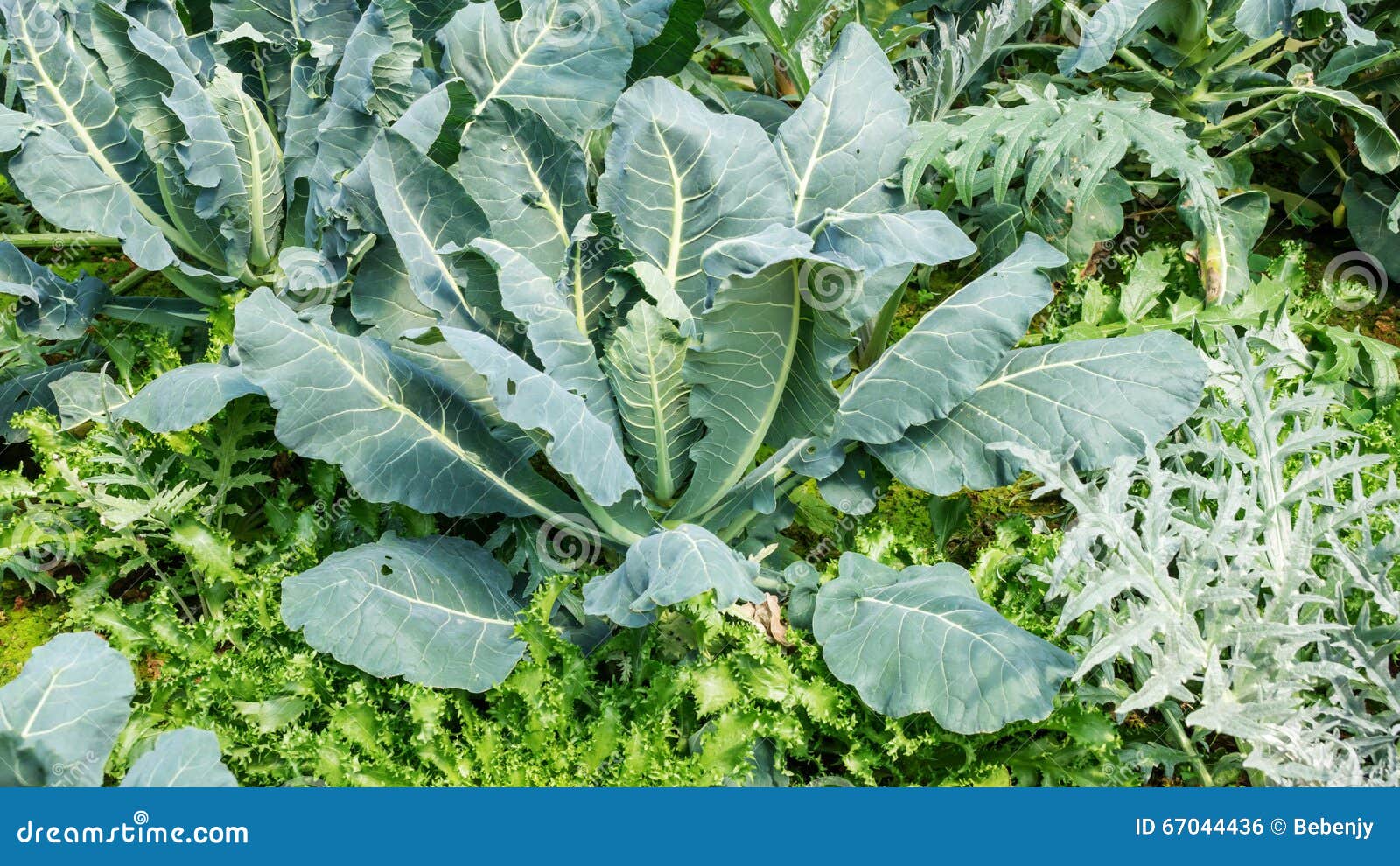 Planta de la col rizada foto de archivo. Imagen de urbano - 67044436