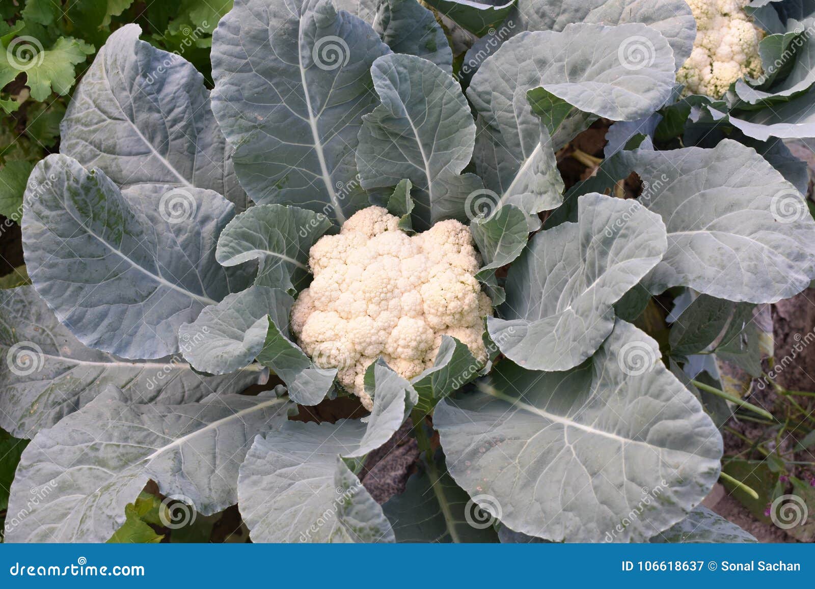 Planta de la coliflor imagen de archivo. Imagen de planta - 106618637