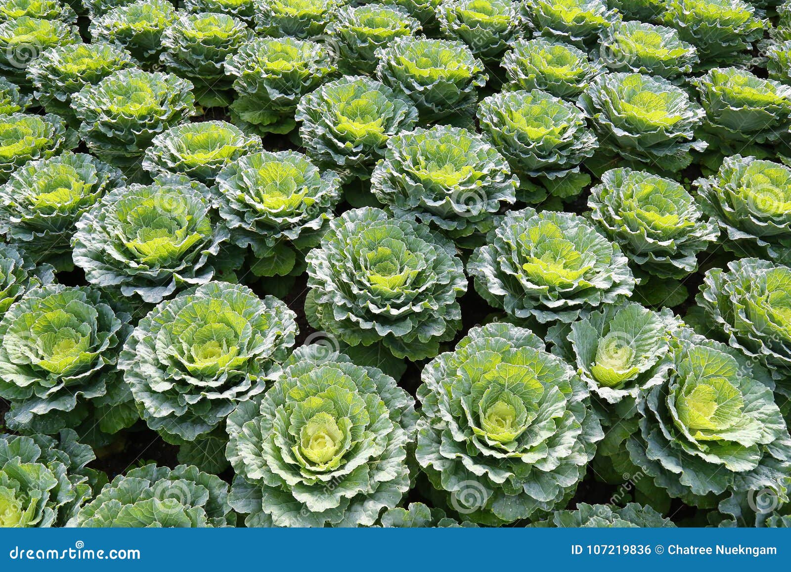 Planta de la coliflor foto de archivo. Imagen de planta - 107219836