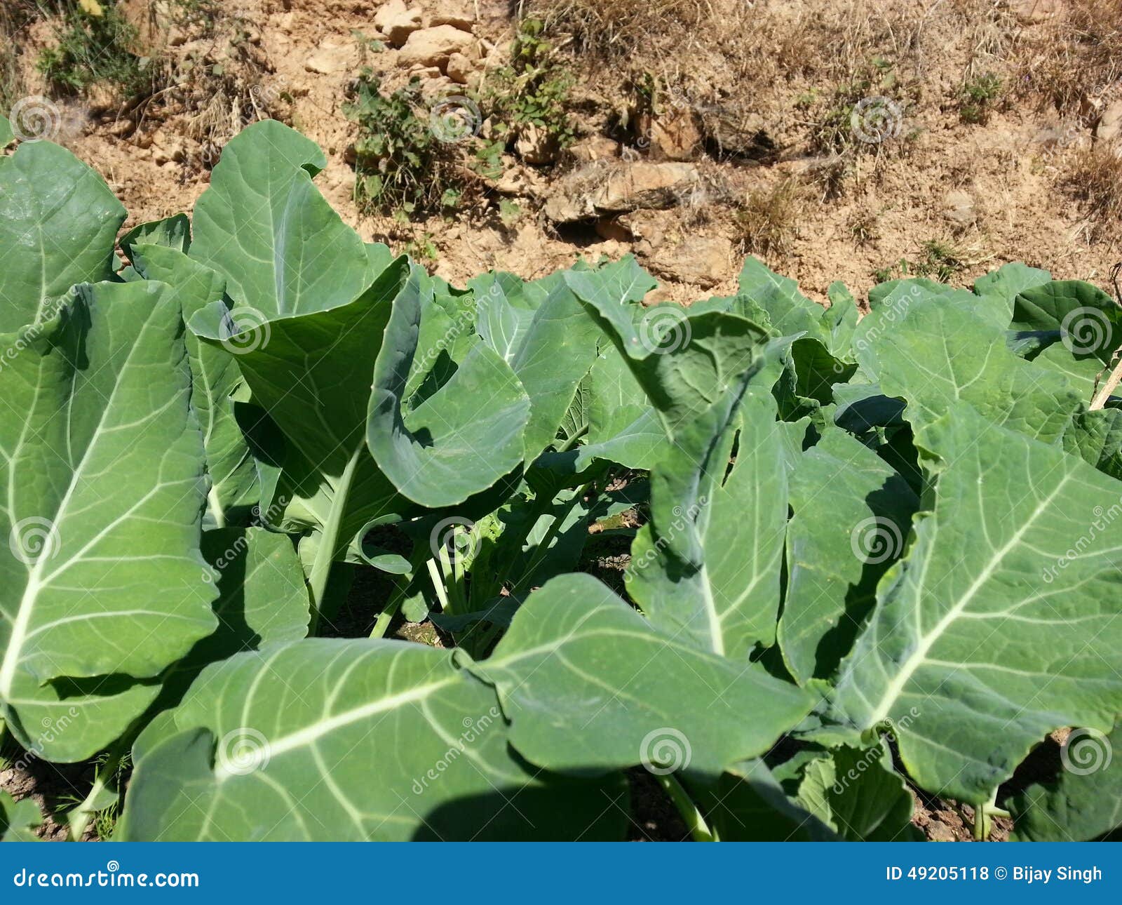 Planta de la coliflor foto de archivo. Imagen de planta - 49205118