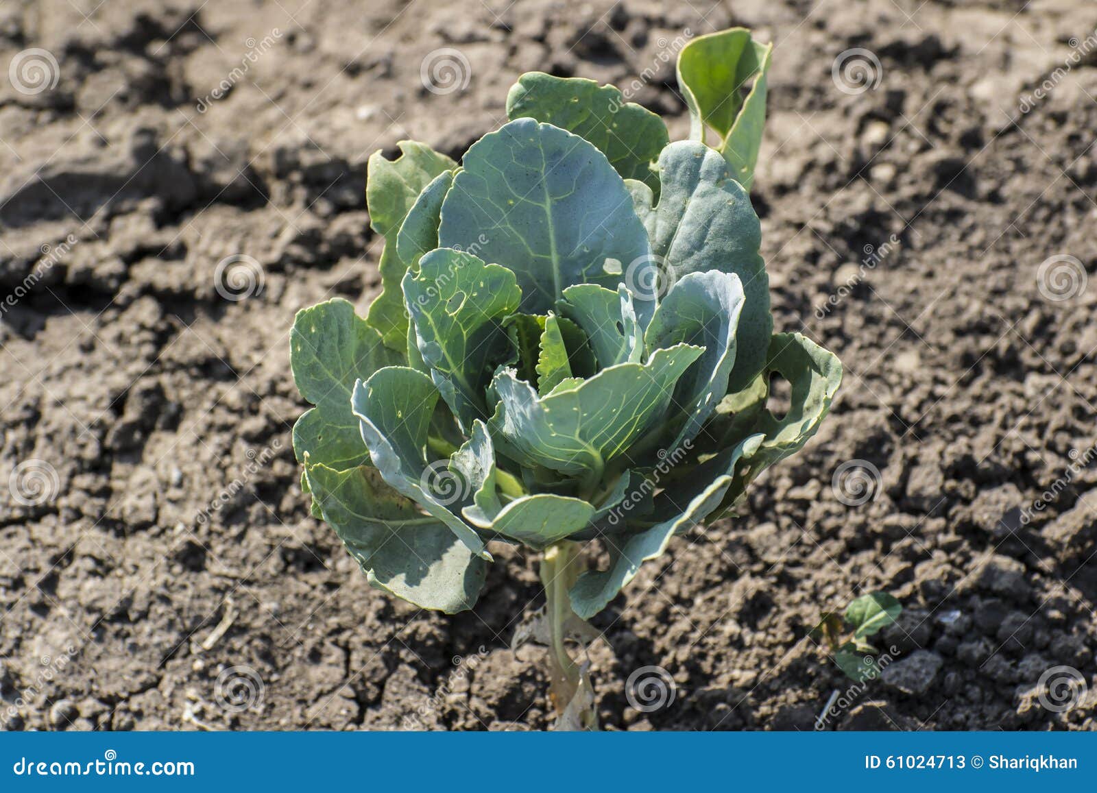Planta de la coliflor imagen de archivo. Imagen de campo - 61024713