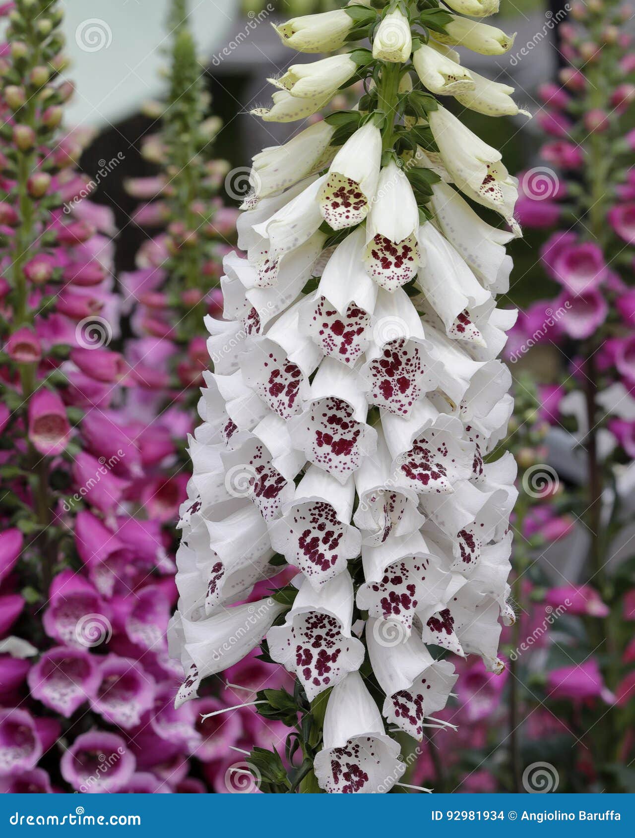 Planta de la digital foto de archivo. Imagen de fondo - 92981934