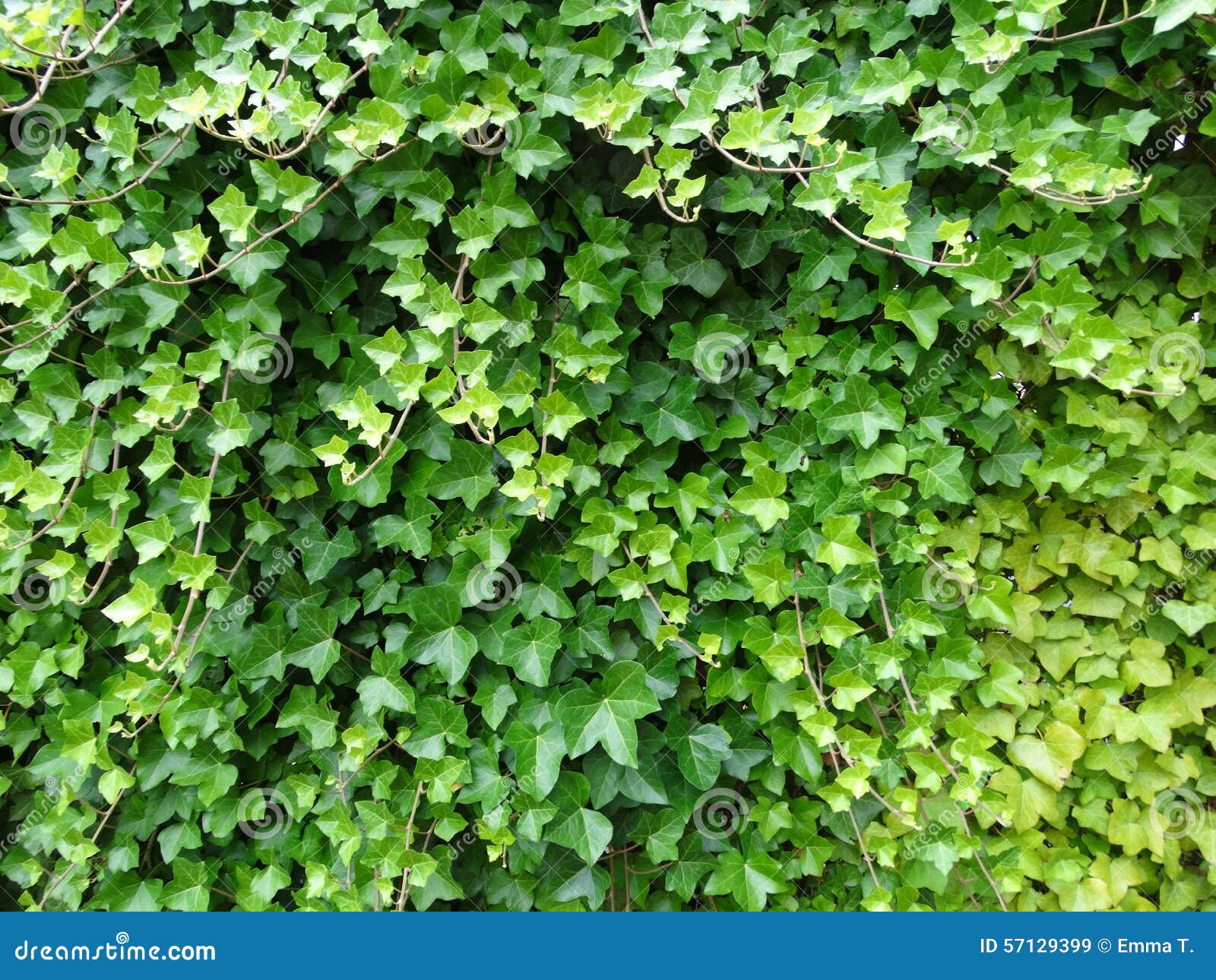 Planta de la enredadera imagen de archivo. Imagen de verde - 57129399