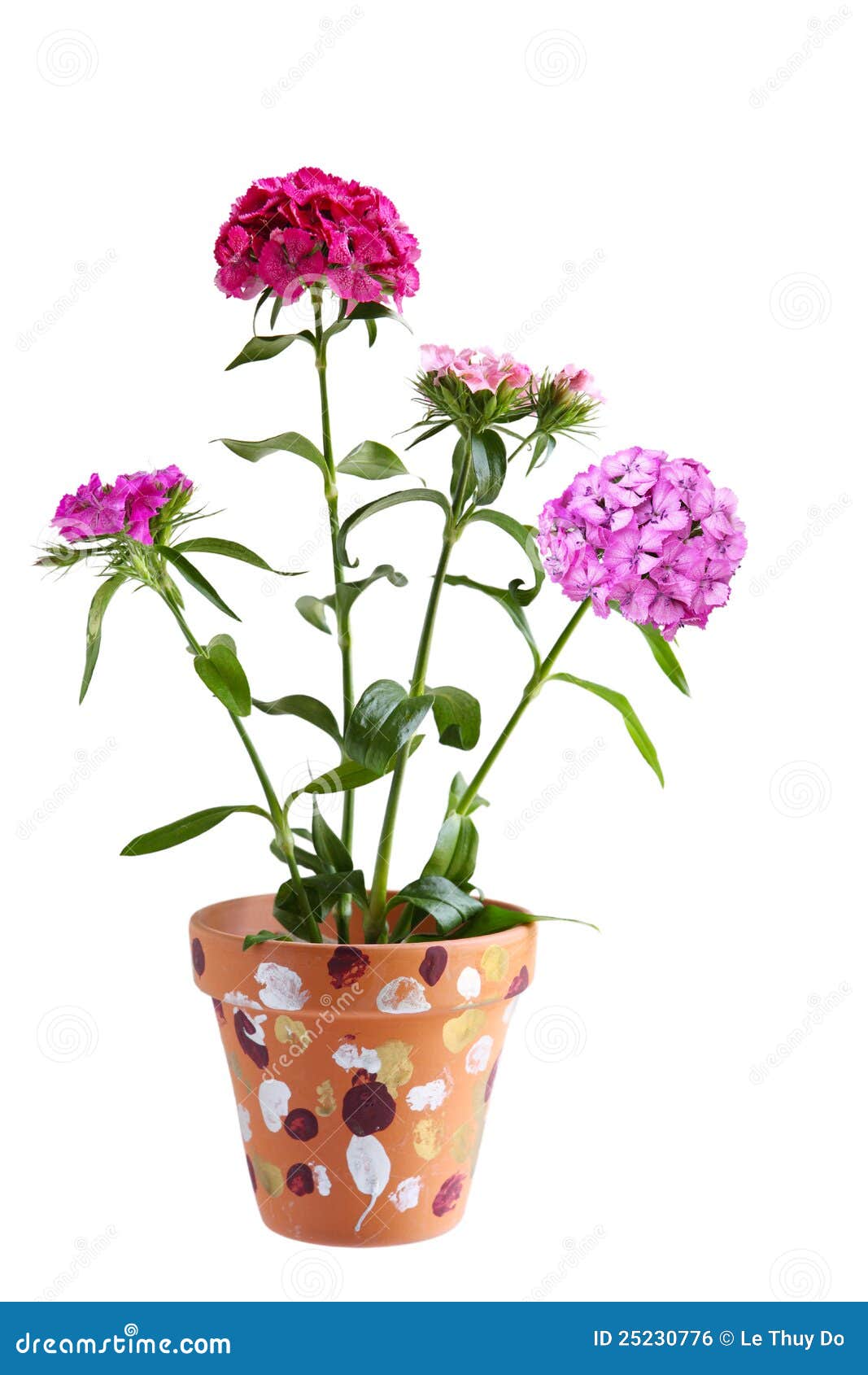 Planta De La Flor Del Clavel Foto de archivo - Imagen de hoja, herbario ...