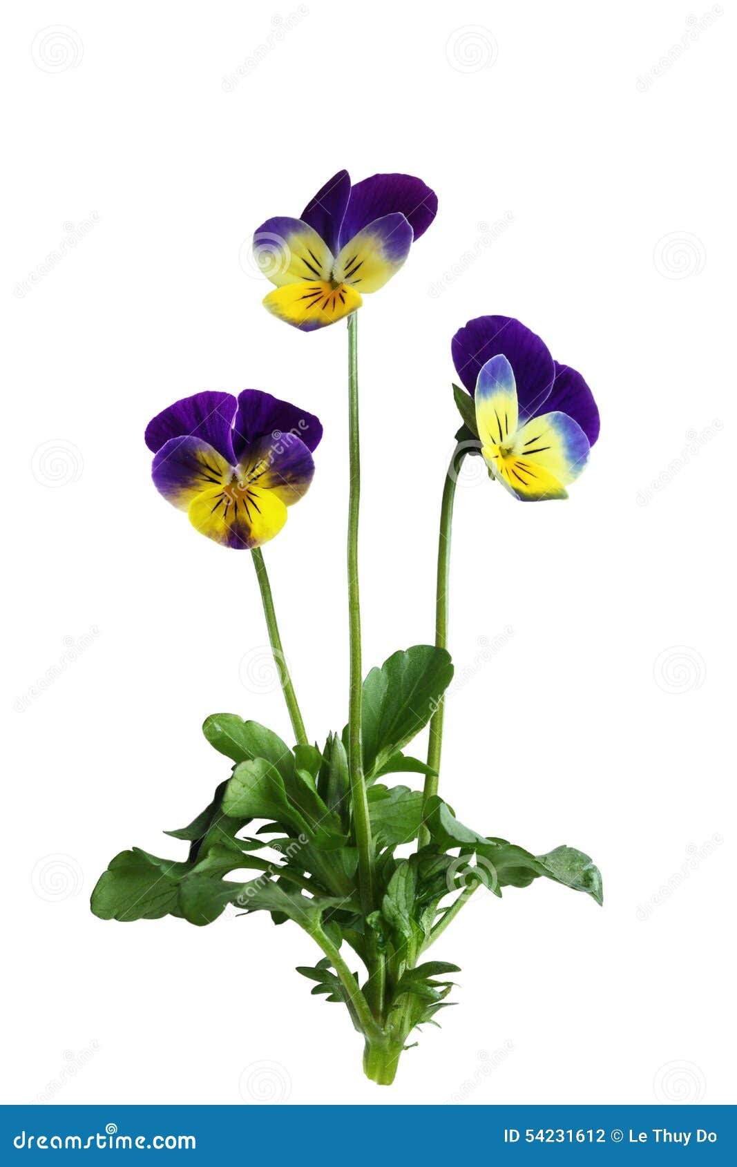 Planta De La Flor Del Pensamiento Foto de archivo - Imagen de floral ...