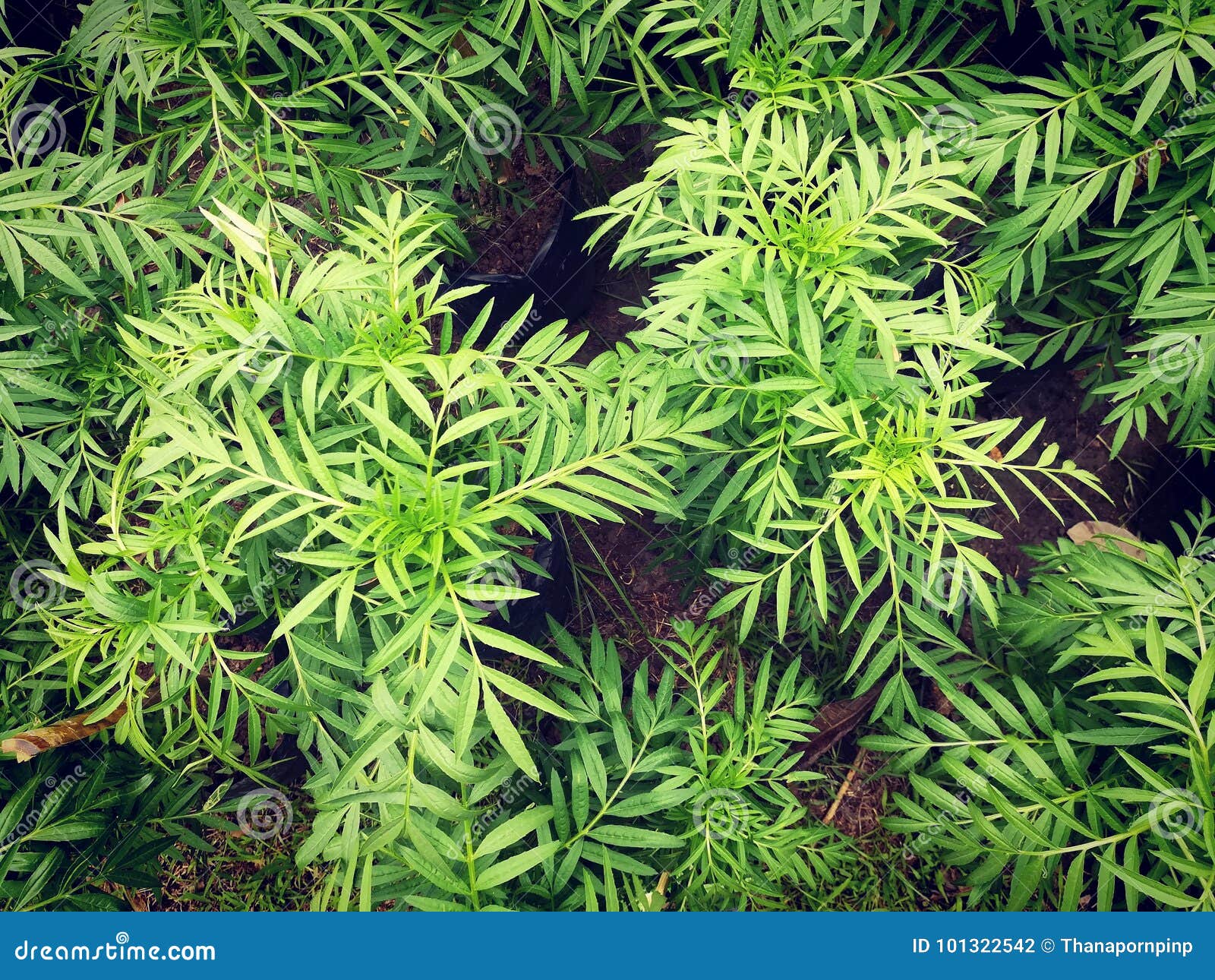 Planta De La Flor De La Maravilla Foto de archivo - Imagen de hermoso ...