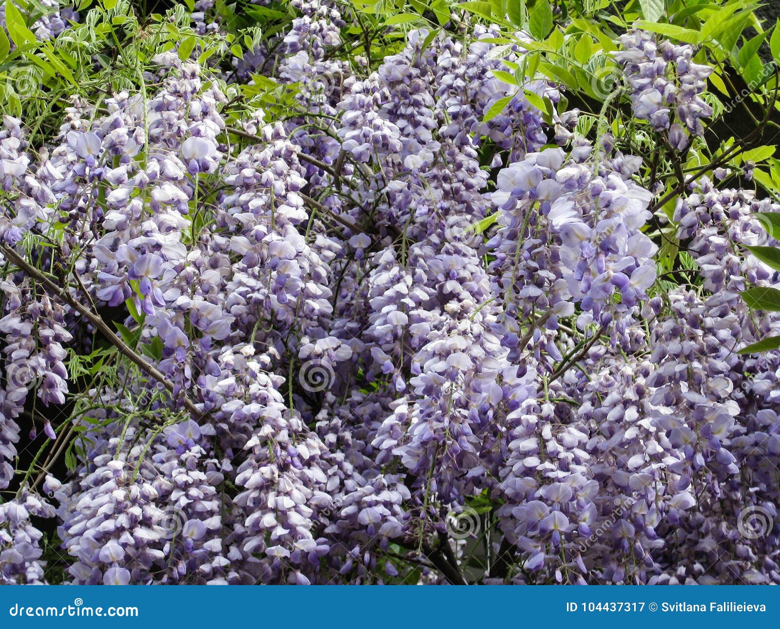 Planta De La Glicinia En Flor Imagen de archivo - Imagen de cubo ...