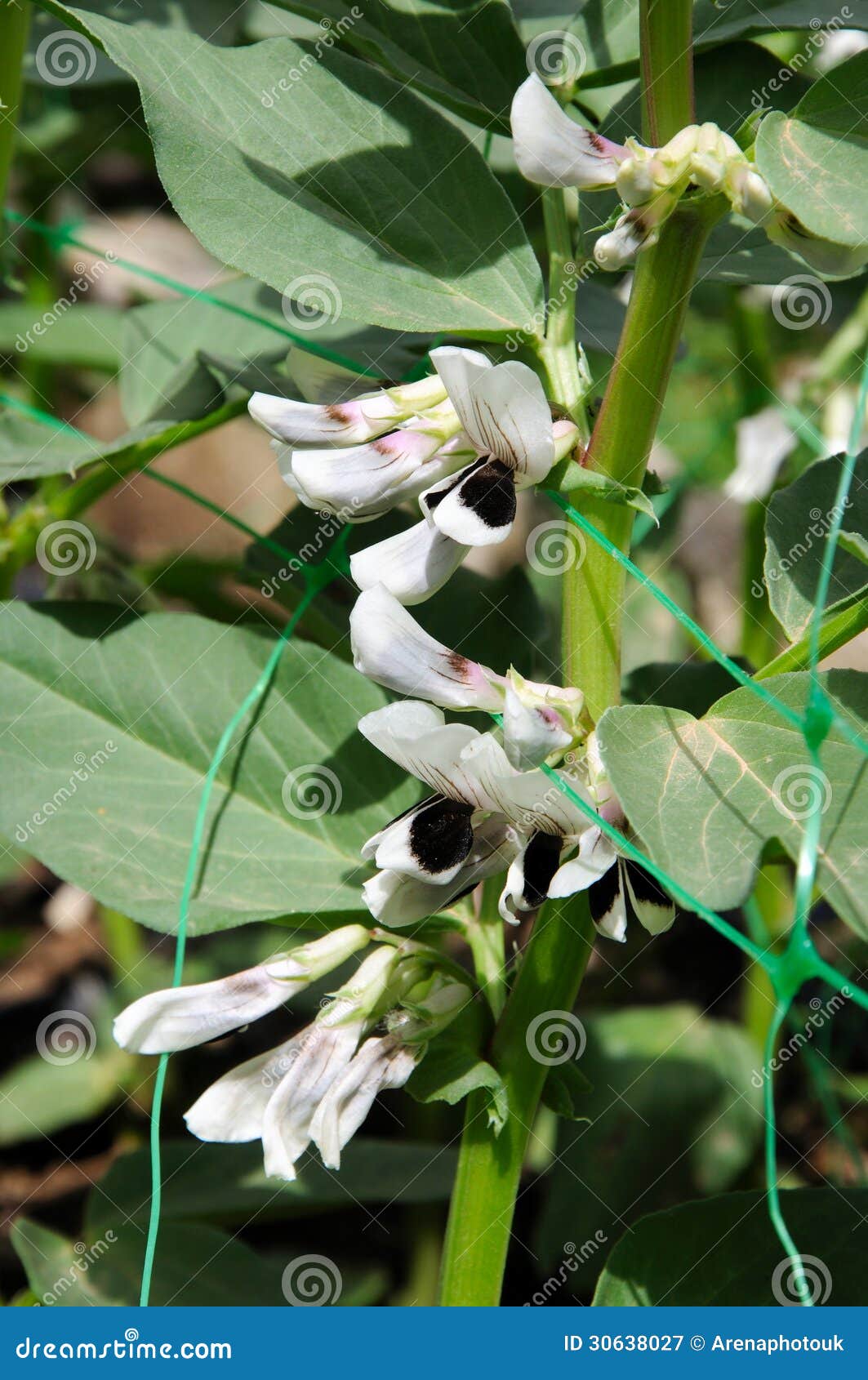Planta de la haba en flor. imagen de archivo. Imagen de europeo - 30638027