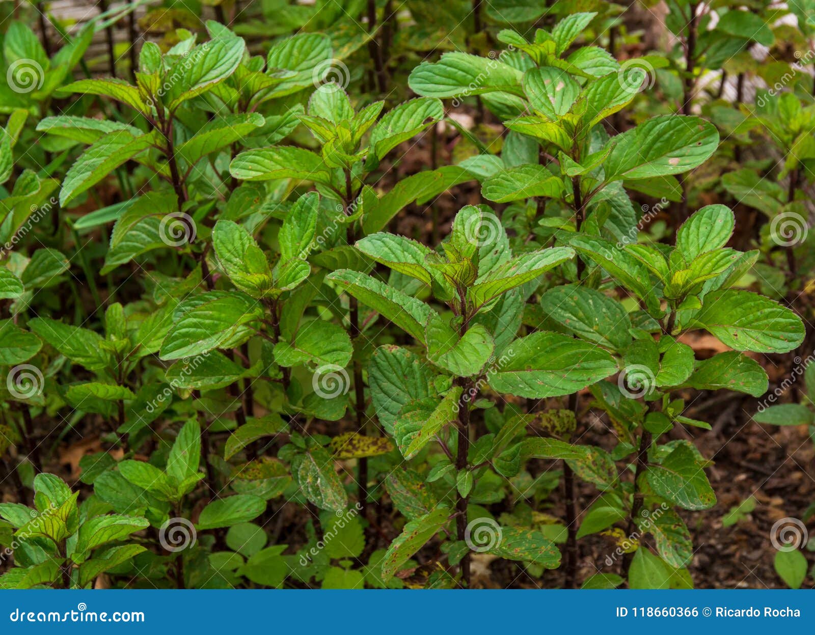 Planta de la hierbabuena foto de archivo. Imagen de floral - 118660366