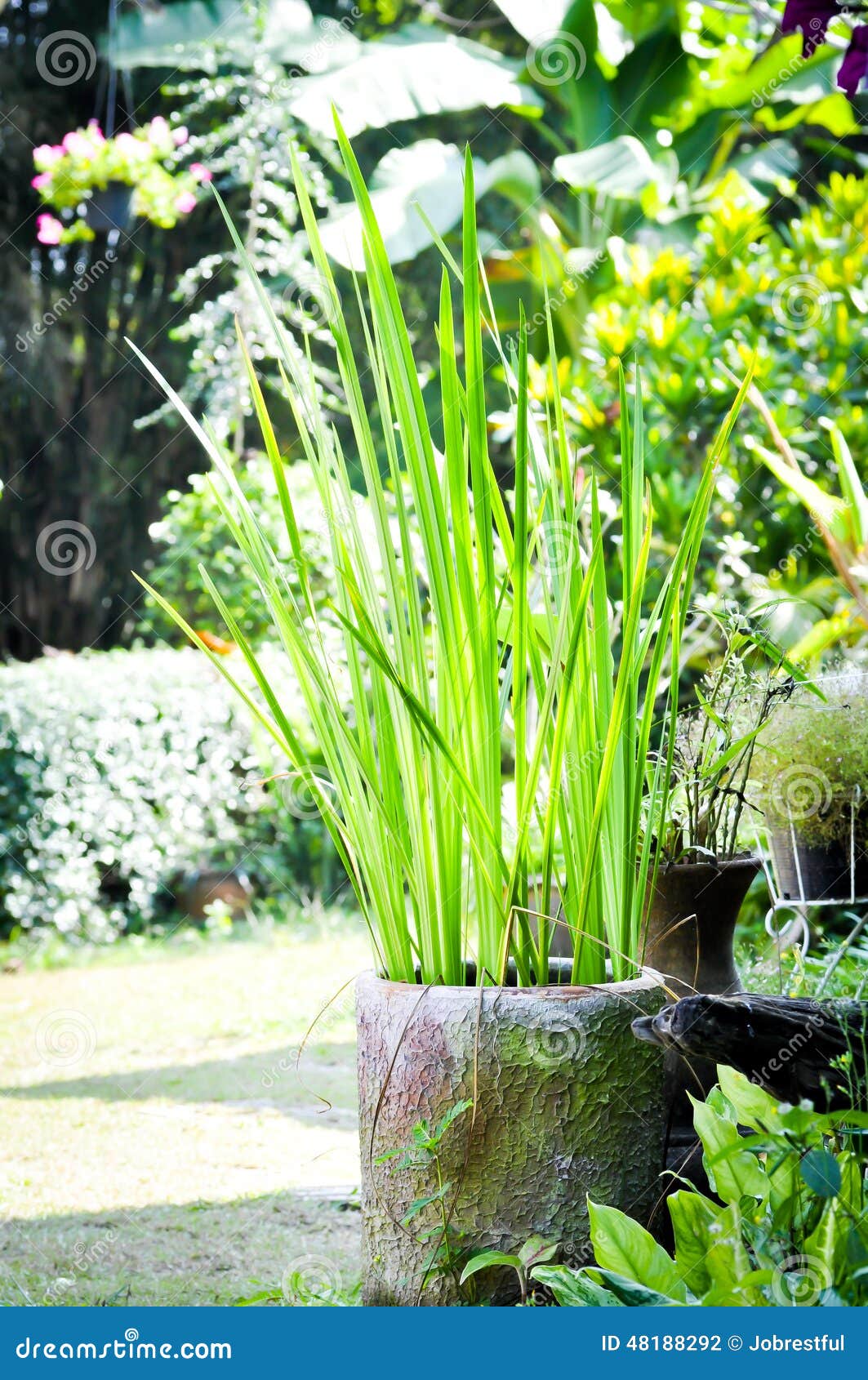 Planta de la juncia foto de archivo. Imagen de fondo - 48188292