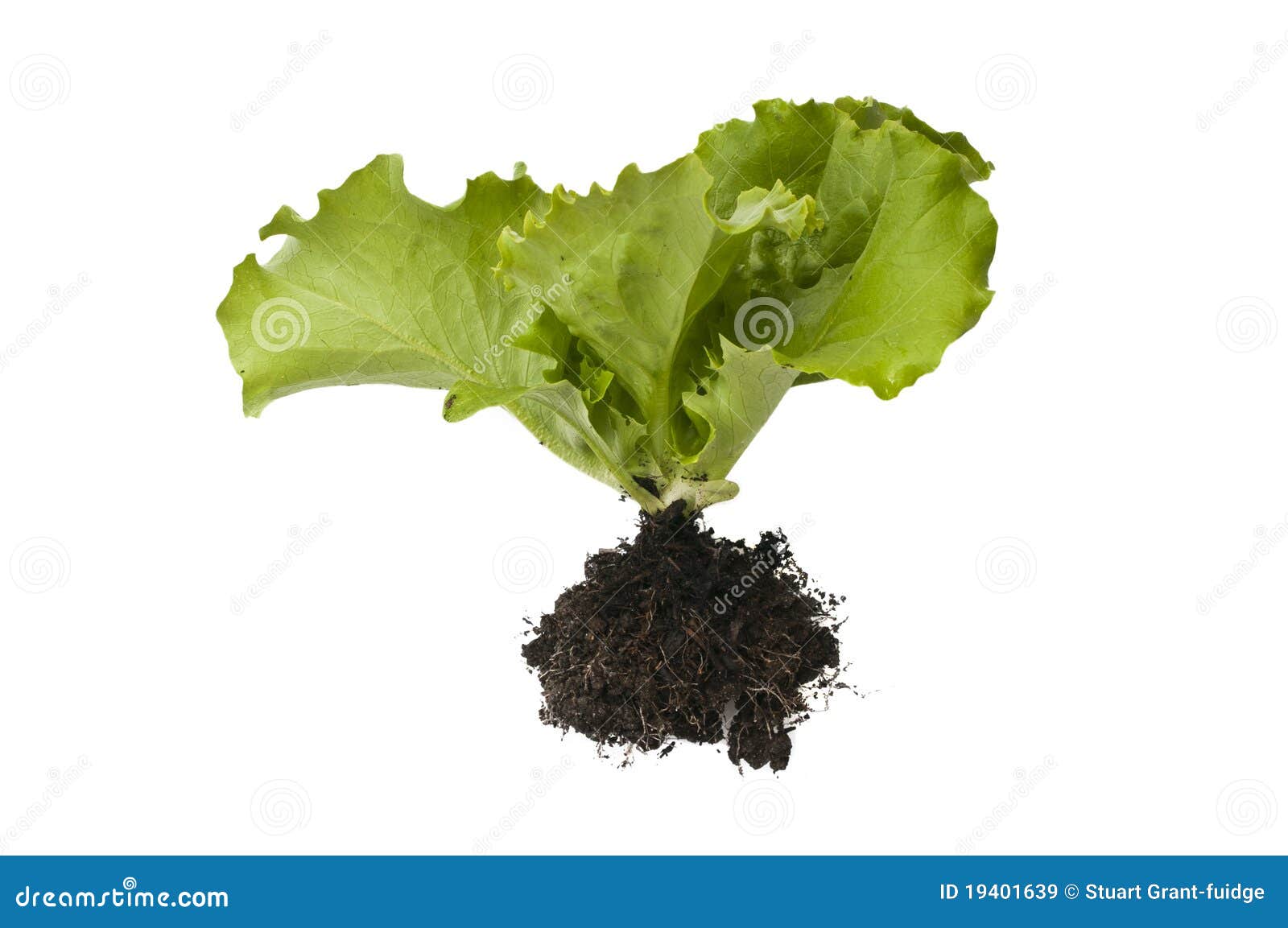 Planta de la lechuga imagen de archivo. Imagen de crezca - 19401639