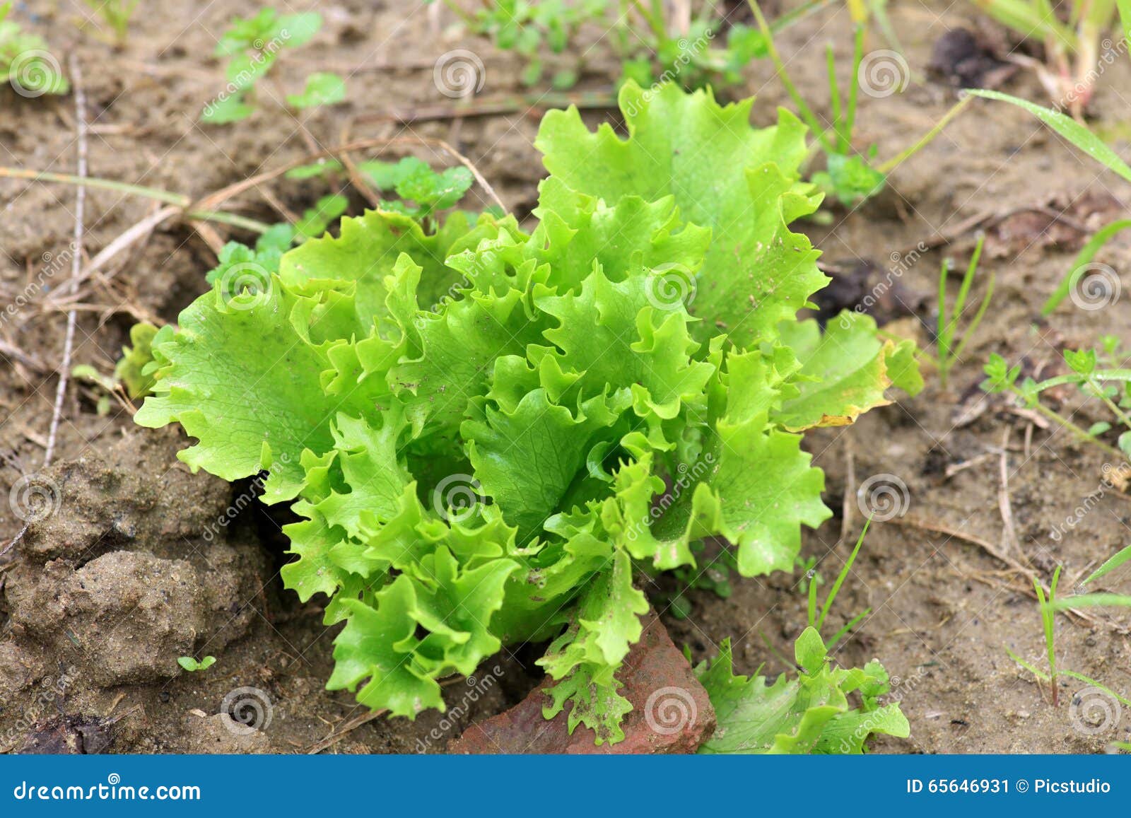 Planta de la lechuga imagen de archivo. Imagen de hoja - 65646931