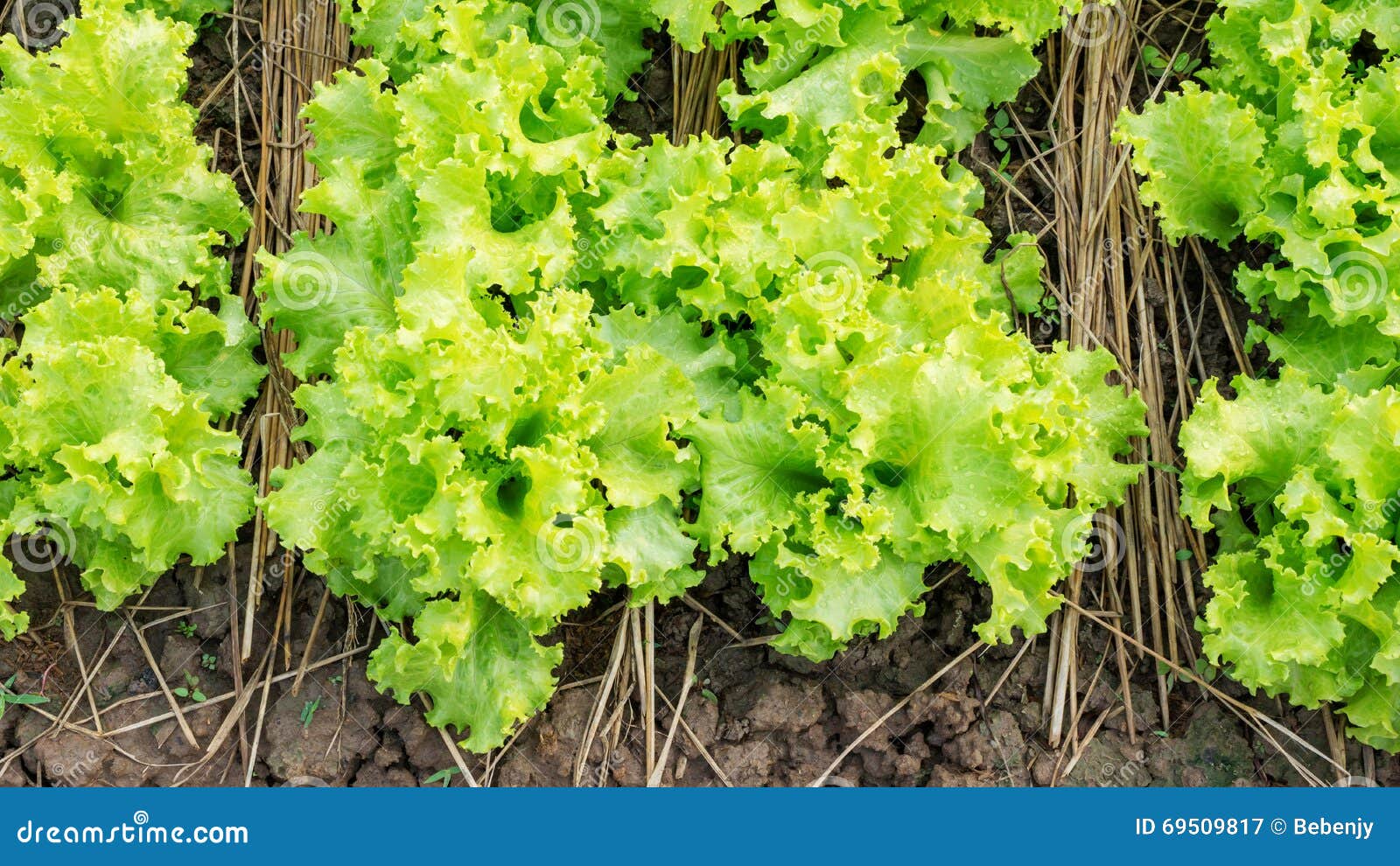 Planta de la lechuga imagen de archivo. Imagen de follaje - 69509817