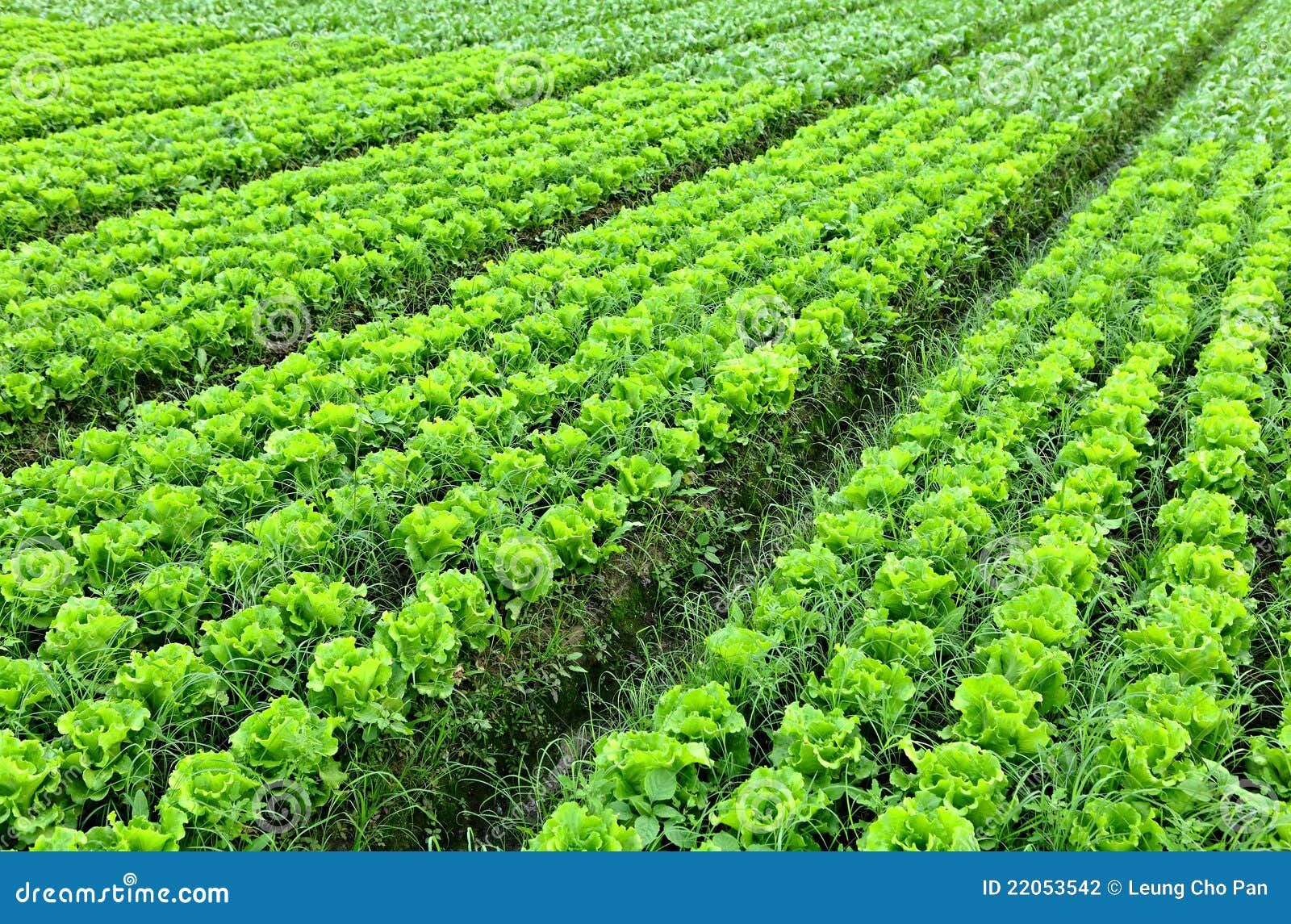 Planta De La Lechuga En Campo Foto de archivo - Imagen de ambiental ...