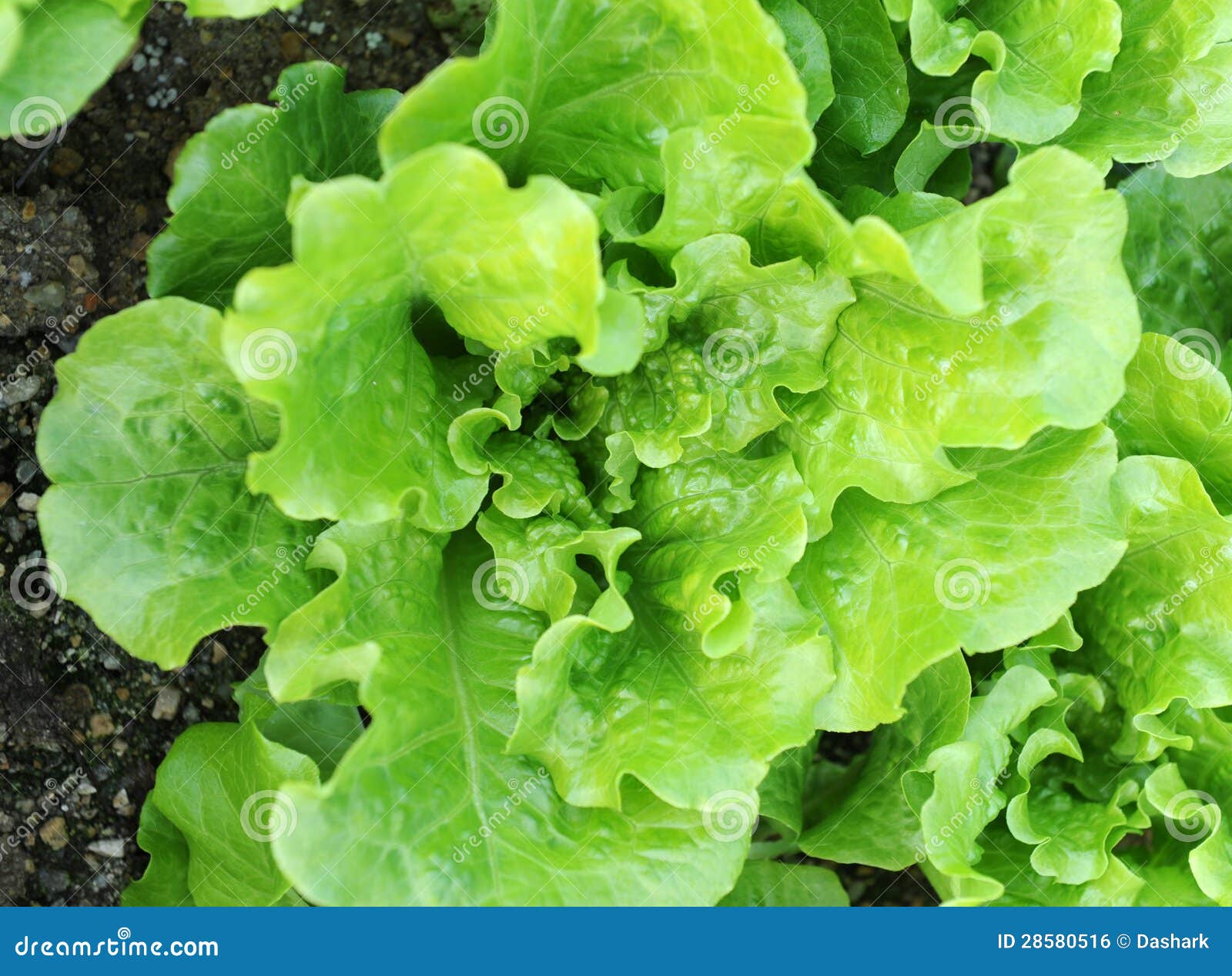 Planta De La Lechuga En Campo Foto de archivo - Imagen de salud ...