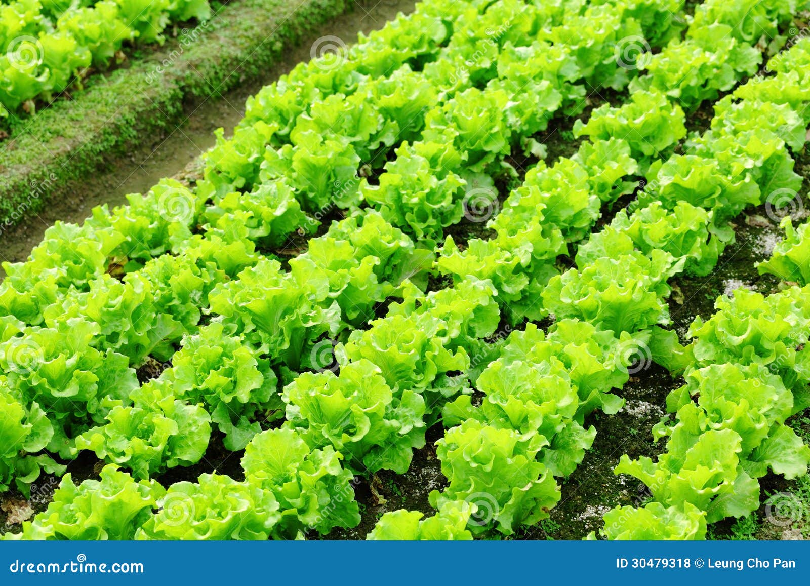 Planta De La Lechuga En Campo Foto de archivo - Imagen de fresco ...