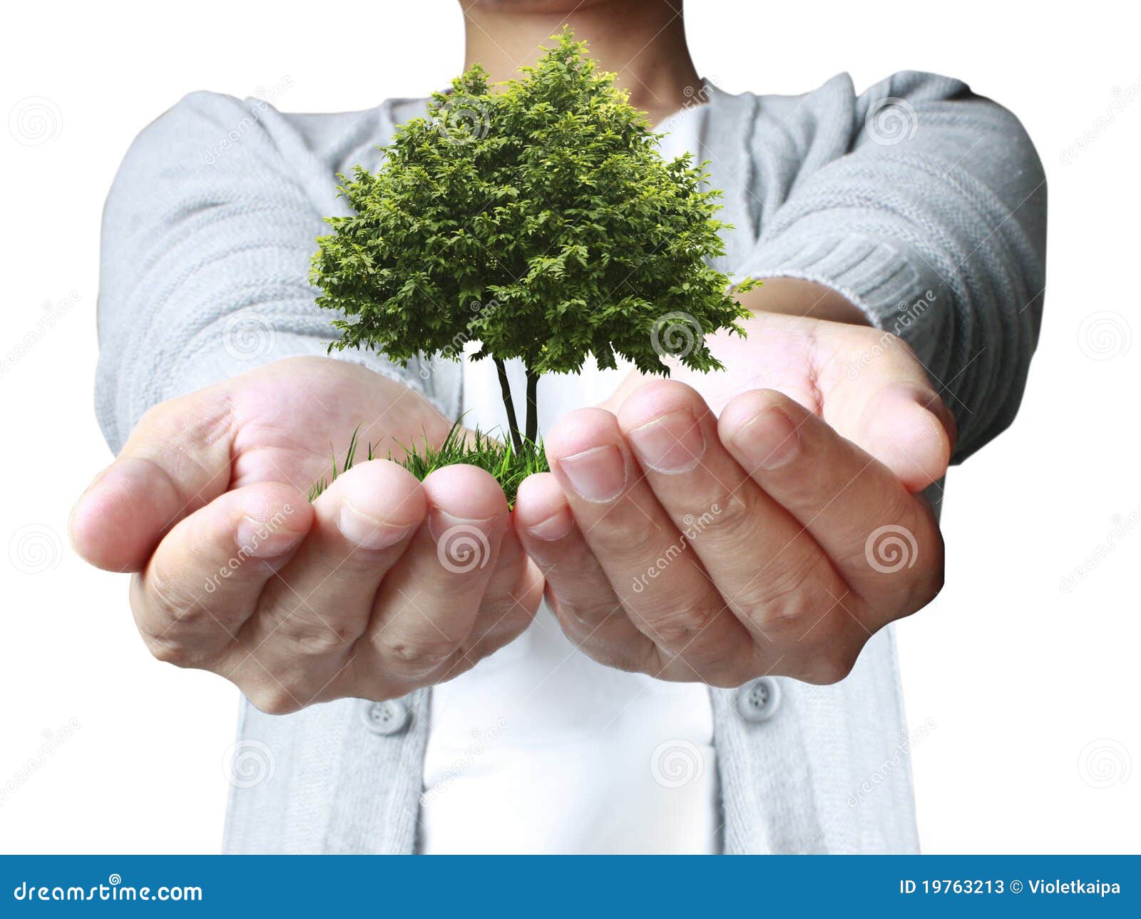 Planta de la mano, árbol imagen de archivo. Imagen de brazo - 19763213