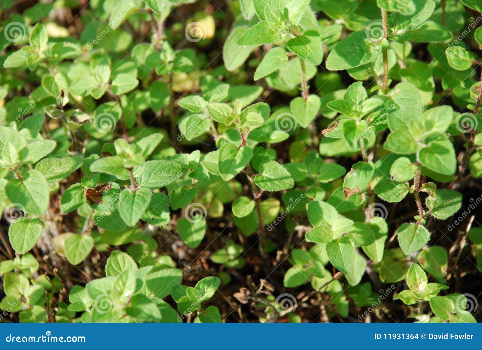 Planta de la menta foto de archivo. Imagen de culinario - 11931364