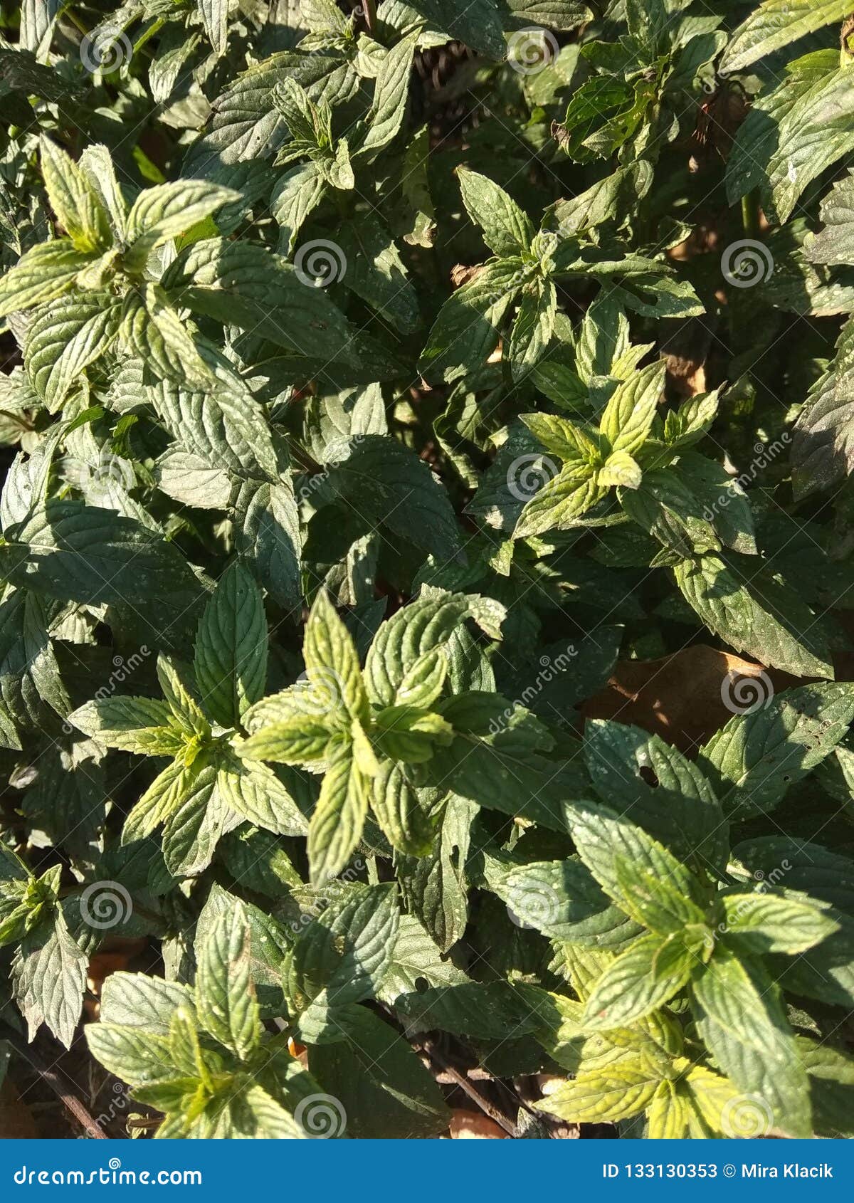 Planta de la menta imagen de archivo. Imagen de verde - 133130353