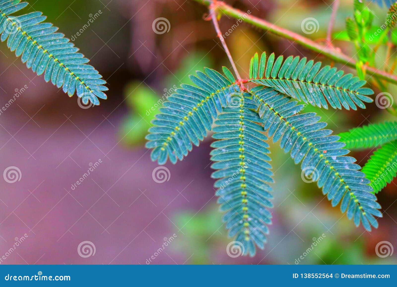 Planta de la mimosa foto de archivo. Imagen de sensible - 138552564