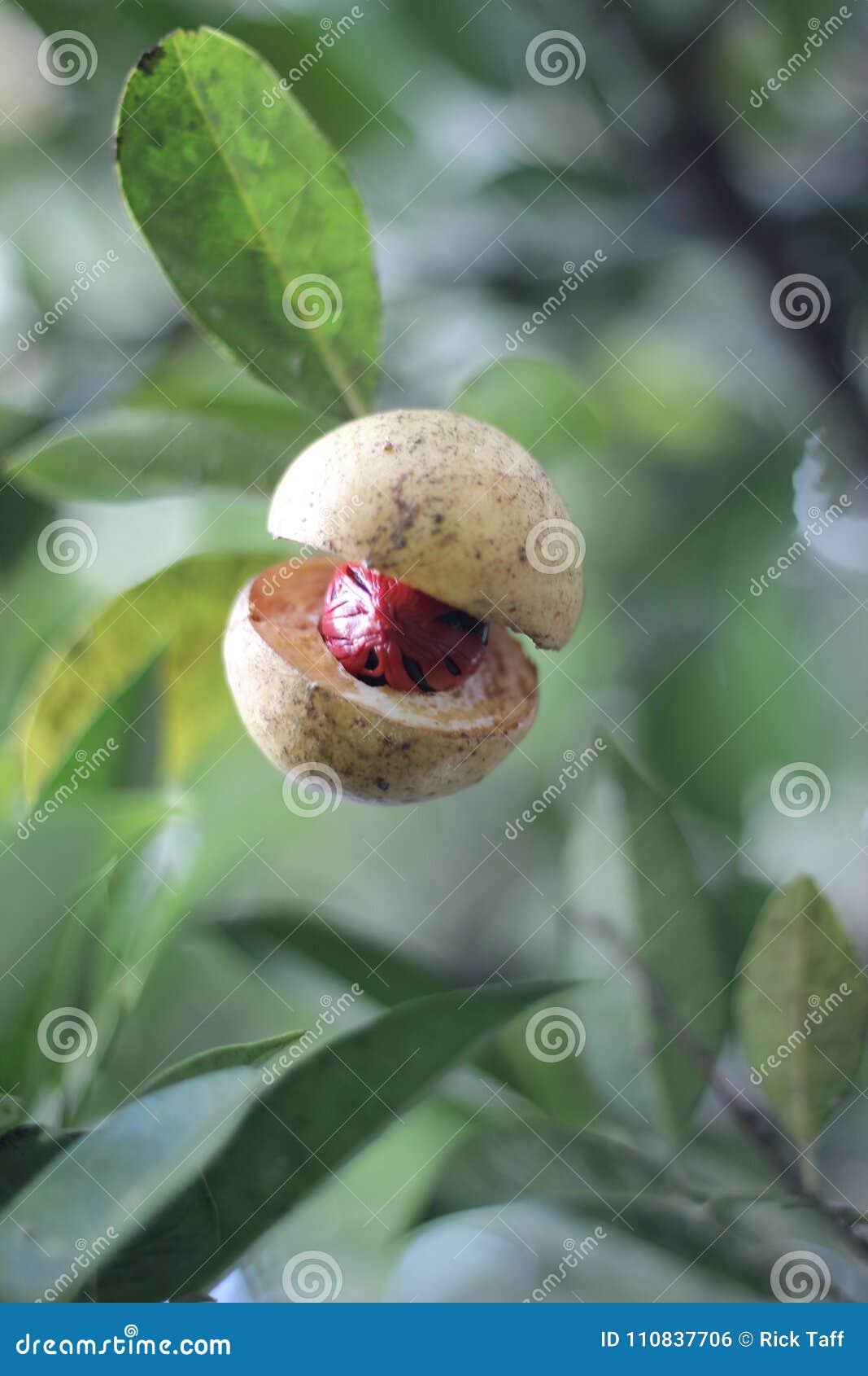 Planta De La Nuez Moscada Moscada Foto de archivo - Imagen de planta ...