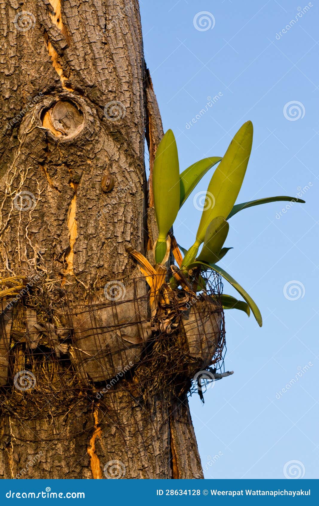 Planta De La Orquídea En árbol Foto de archivo - Imagen de travieso ...