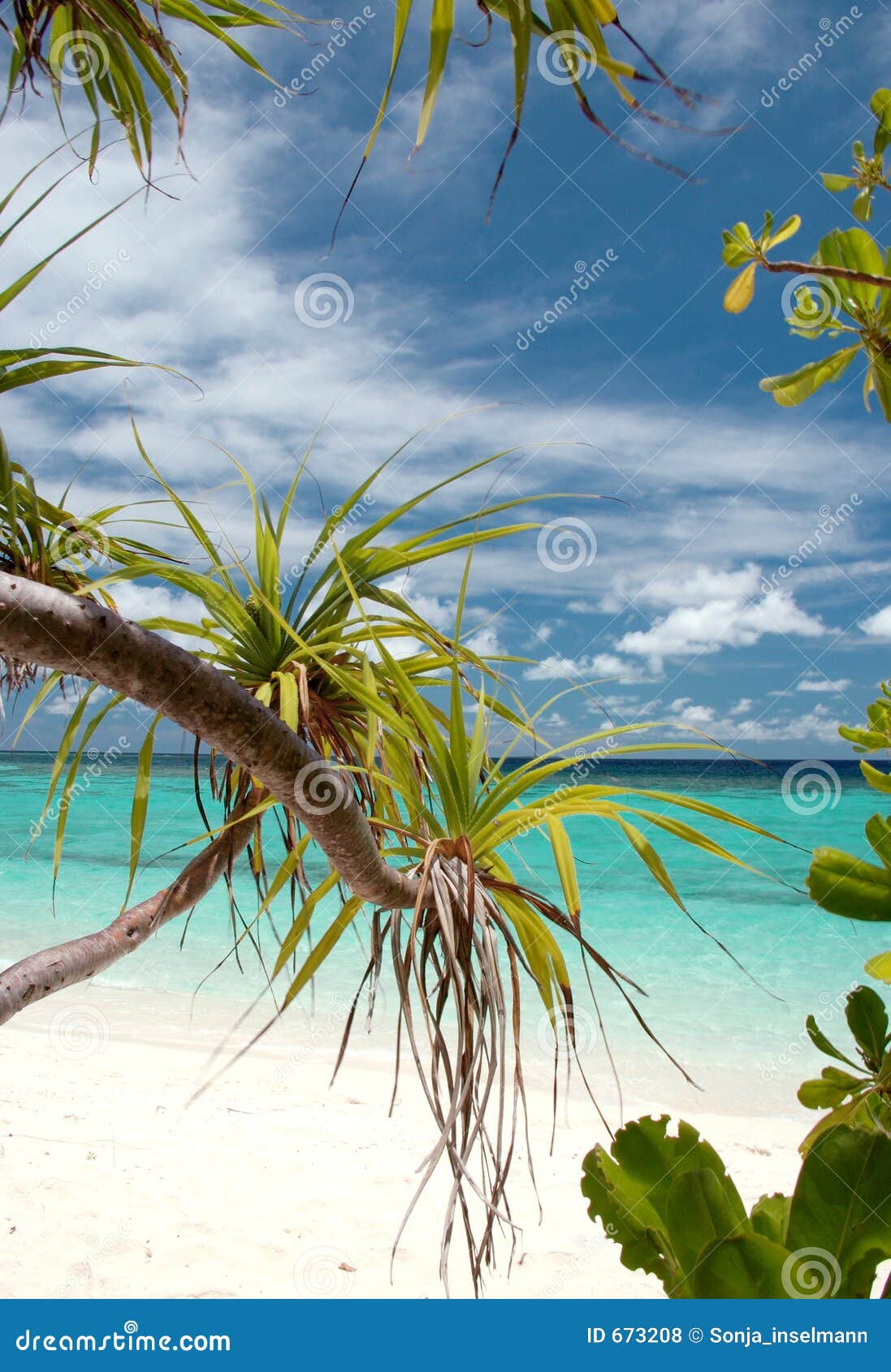 Planta de la playa foto de archivo. Imagen de recorrido - 673208