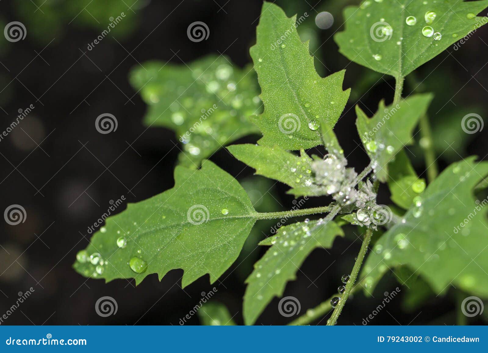 Planta de la quinoa foto de archivo. Imagen de vegetariano - 79243002