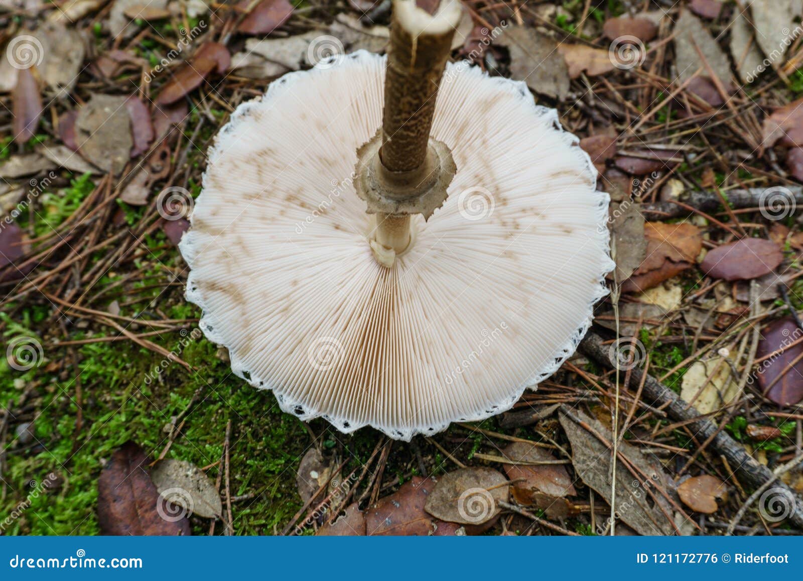 Planta De La Seta Que Crece En El Bosque Foto de archivo - Imagen de ...