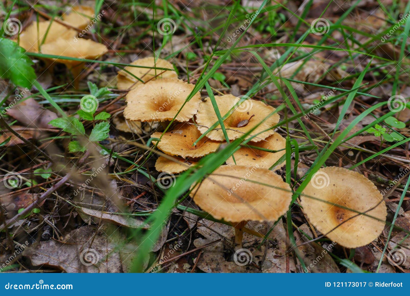 Planta De La Seta Que Crece En El Bosque Imagen de archivo - Imagen de ...