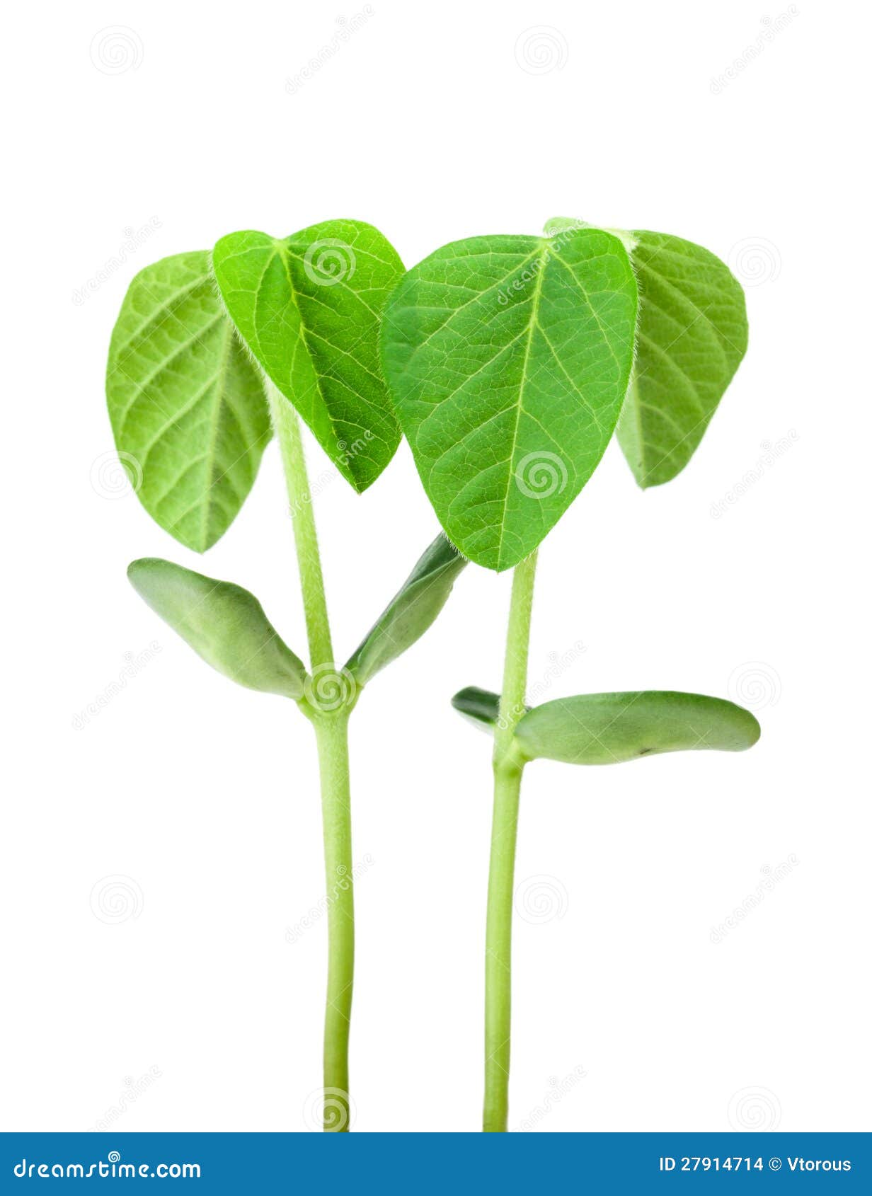 Planta de la soja foto de archivo. Imagen de legumbre - 27914714