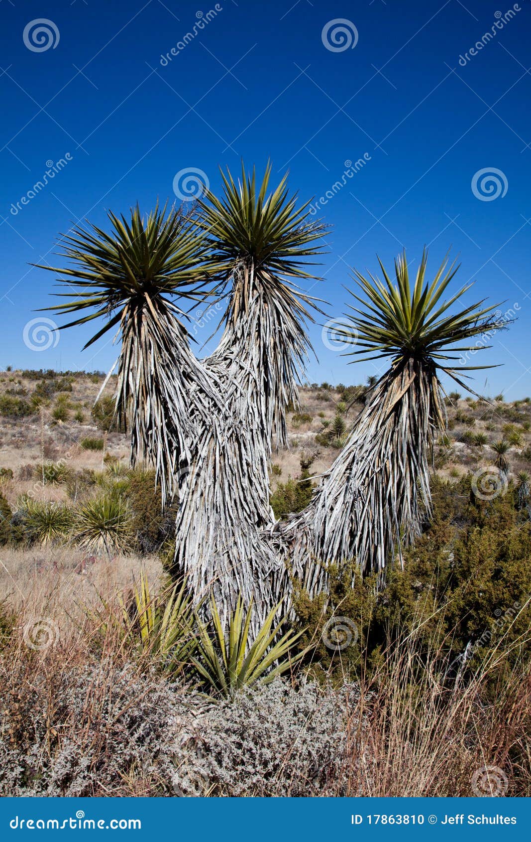 Planta de la yuca foto de archivo. Imagen de yuca, desierto - 17863810