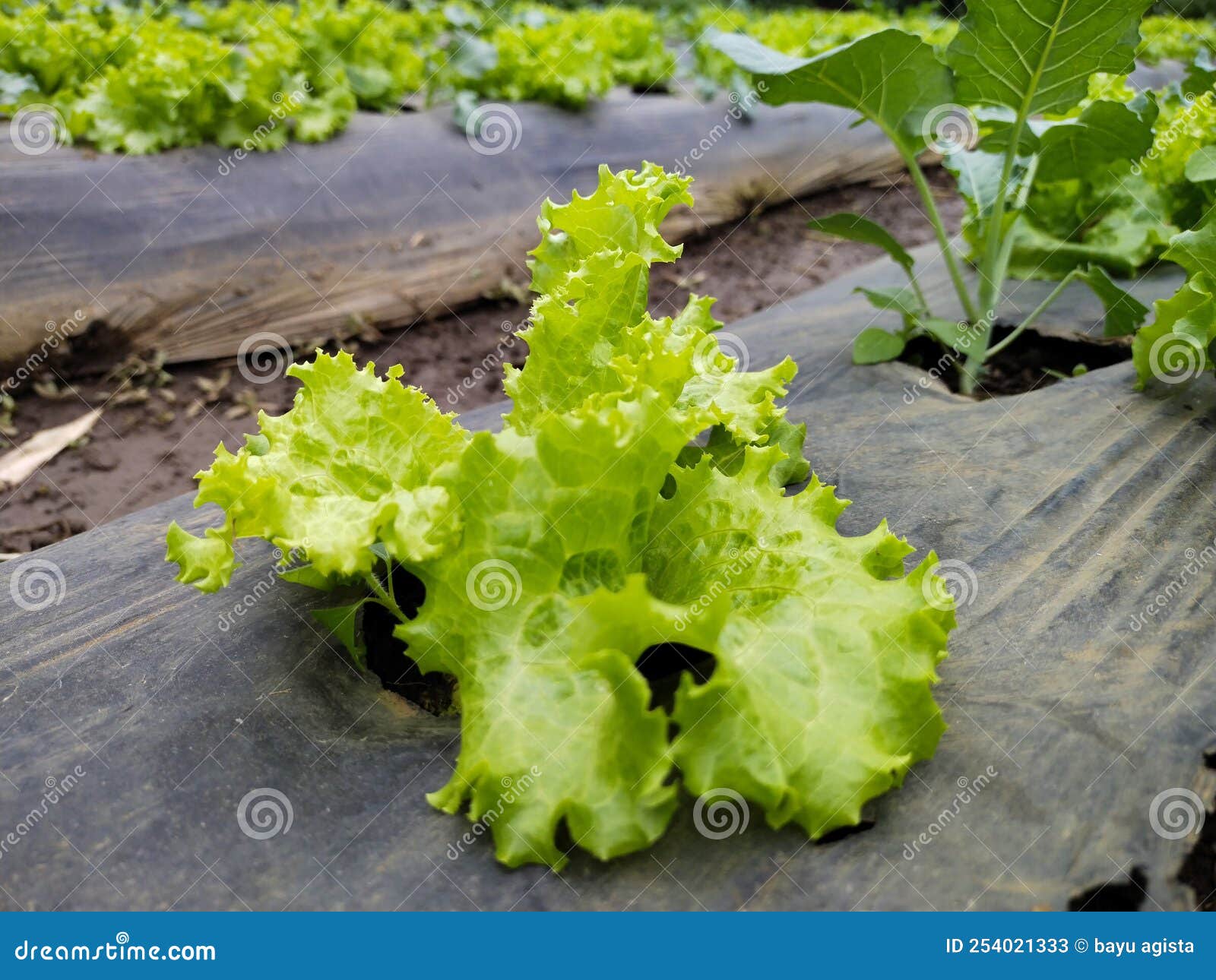 Planta De Lechuga En El Jardín Imagen de archivo - Imagen de planta ...