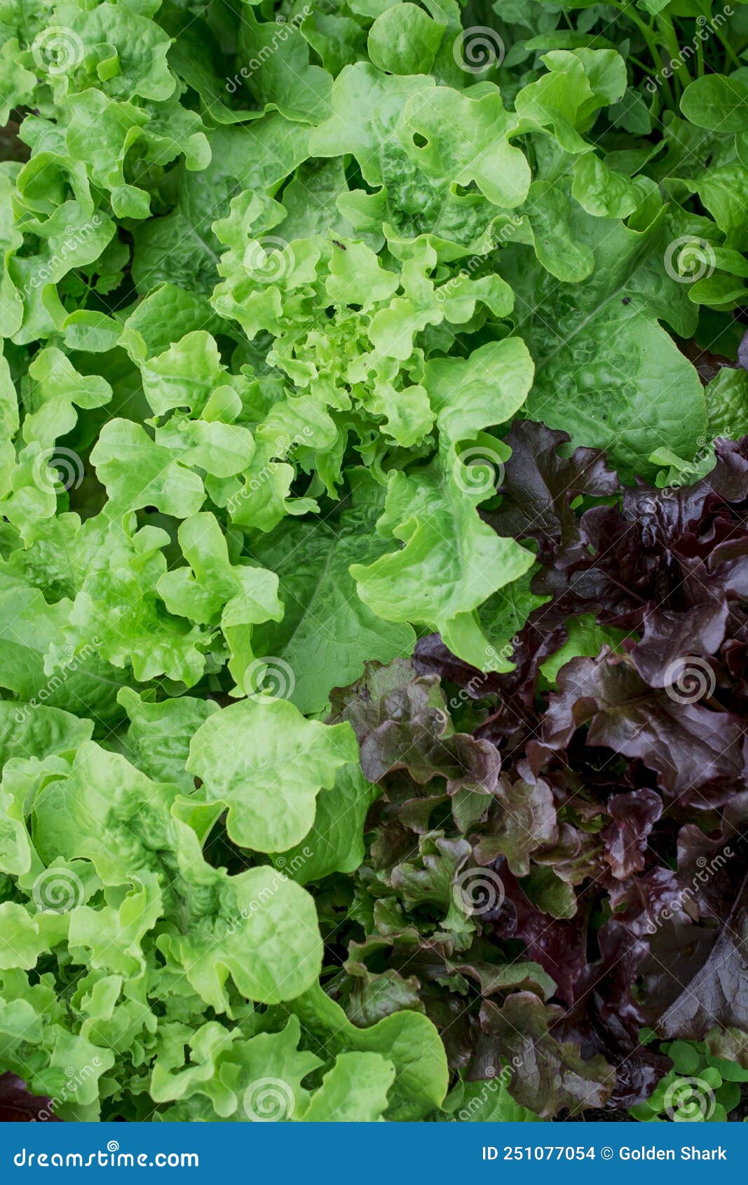 Planta De Lechuga Verde En La Granja Foto de archivo - Imagen de campo ...