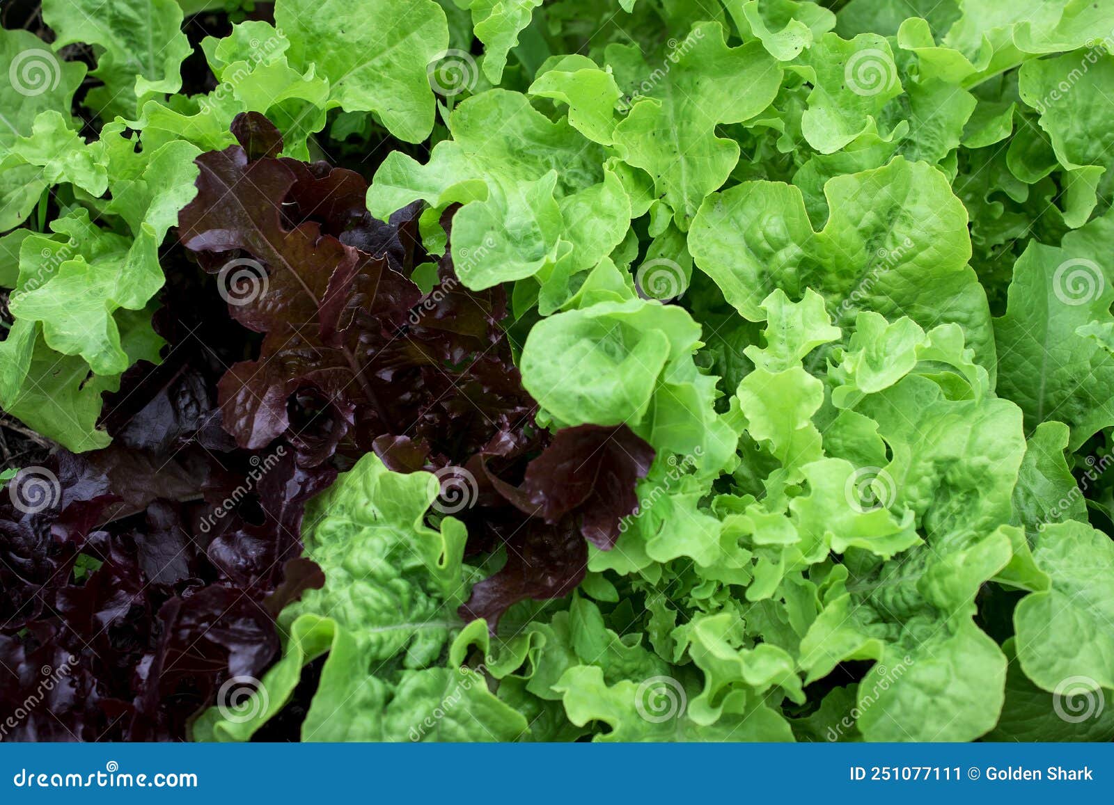Planta De Lechuga Verde En La Granja Imagen de archivo - Imagen de ...
