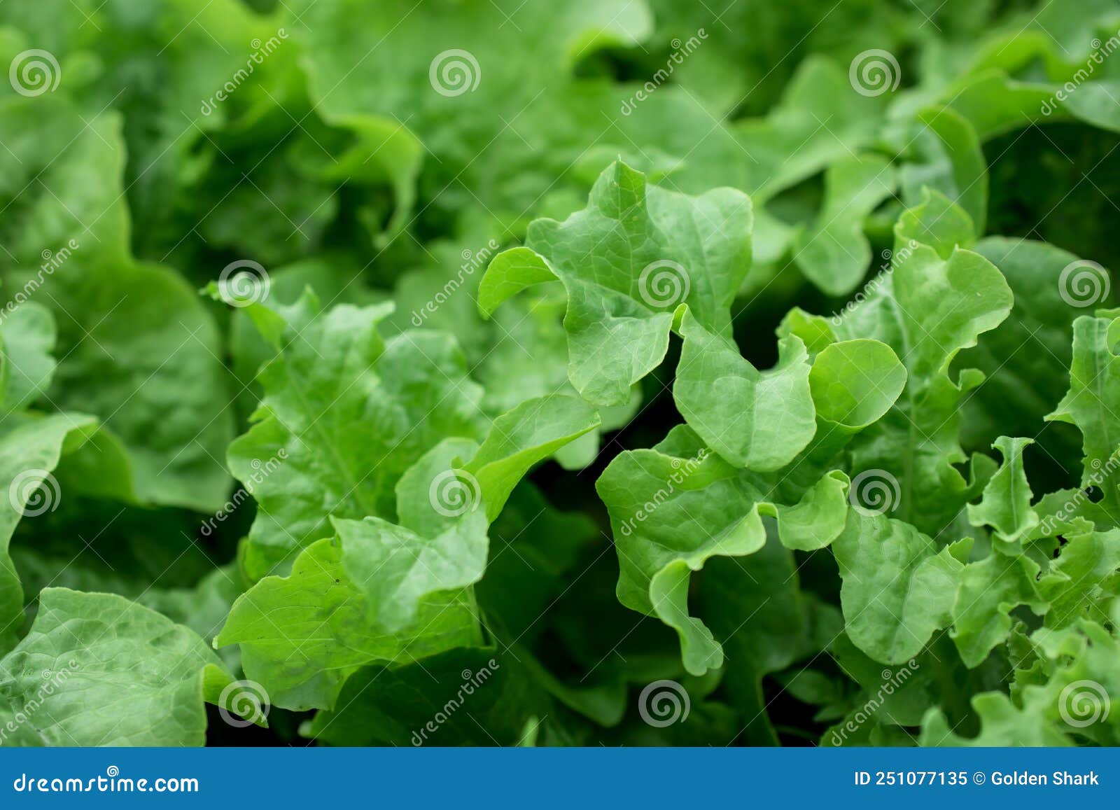 Planta De Lechuga Verde En La Granja Imagen de archivo - Imagen de ...
